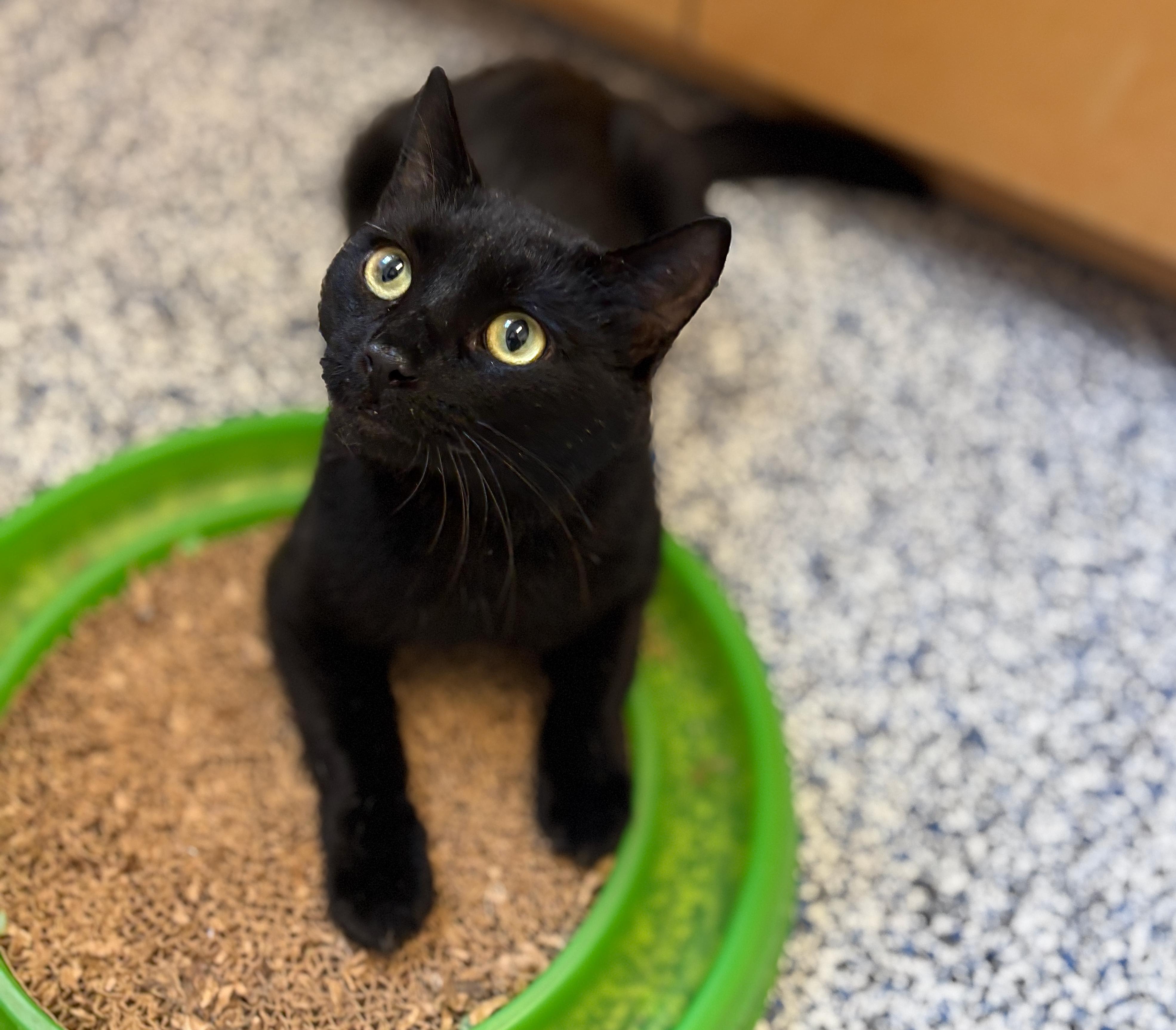 Cat for adoption - Brock, a Domestic Short Hair in St Stephen, NB ...