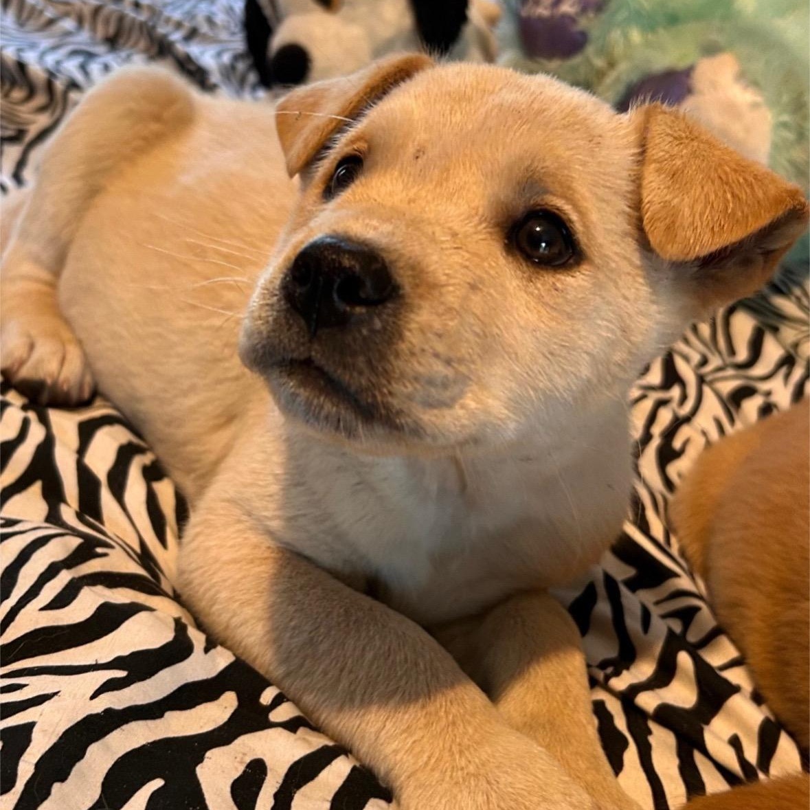 Dog for adoption - Winny, a Yellow Labrador Retriever Mix in Hamilton ...