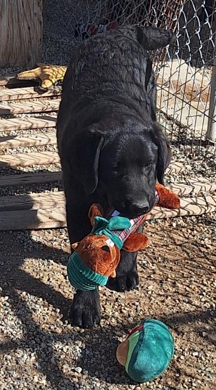 Dog for adoption - Harry Potter, a Black Labrador Retriever in Los ...