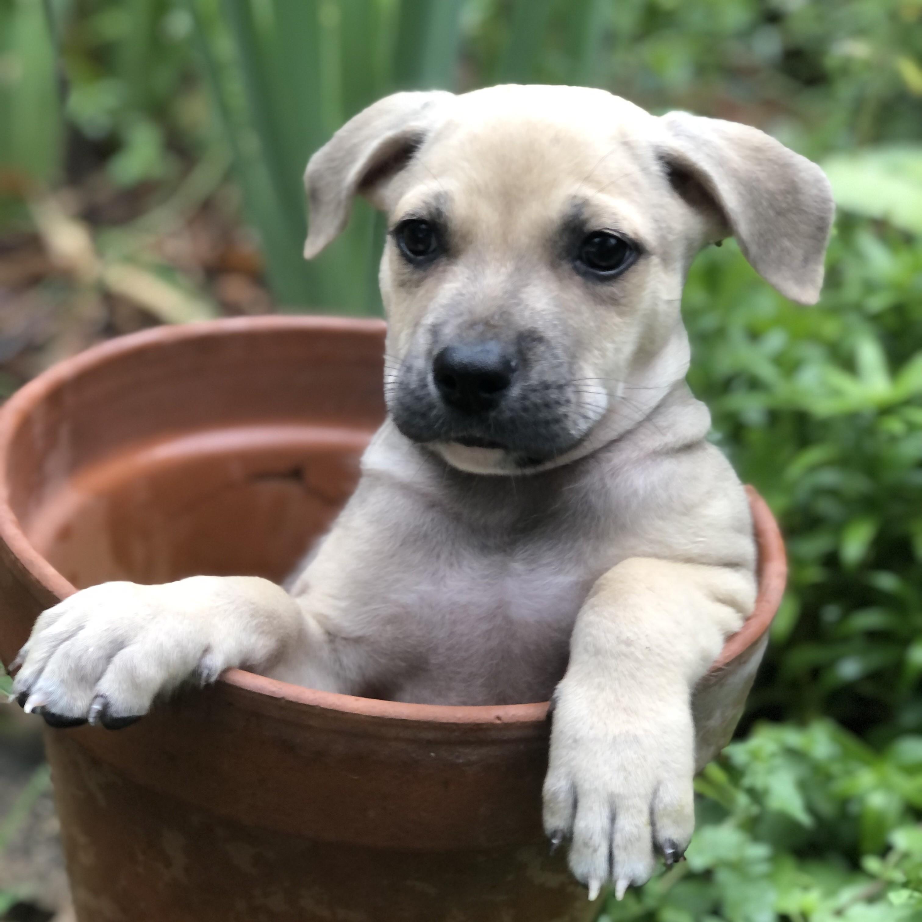 Dog for adoption - Finlay, a Carolina Dog Mix in Howell, NJ | Petfinder