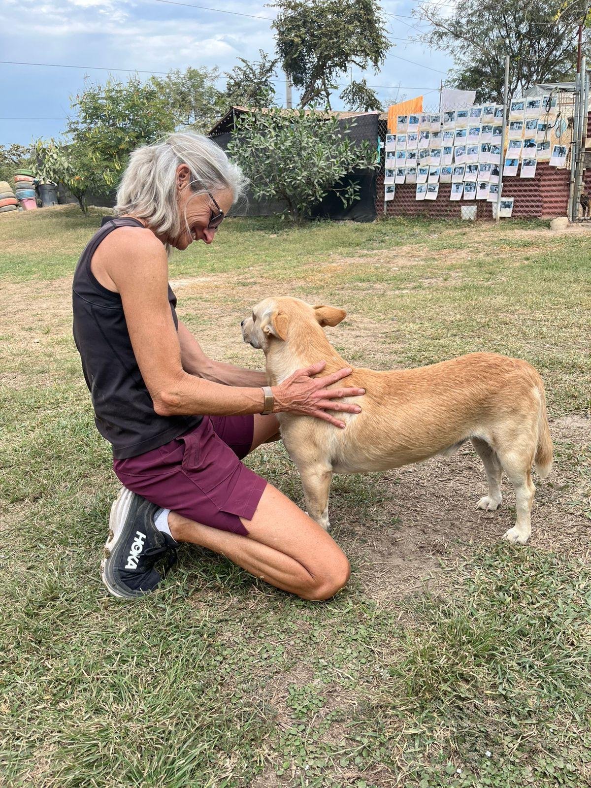 Dog for adoption - Charlie, a Corgi Mix in Burnaby, BC | Petfinder