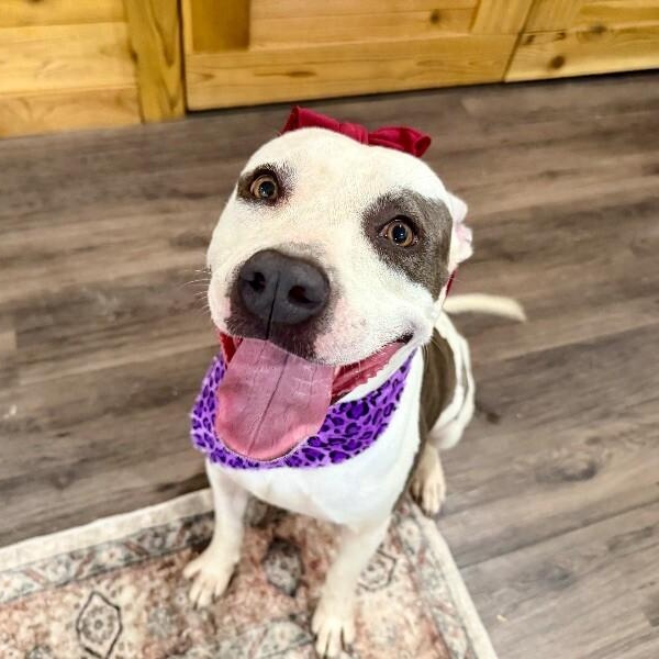 Dog for adoption - Myrtle Boots Cowgirl Baby, a Pit Bull Terrier ...