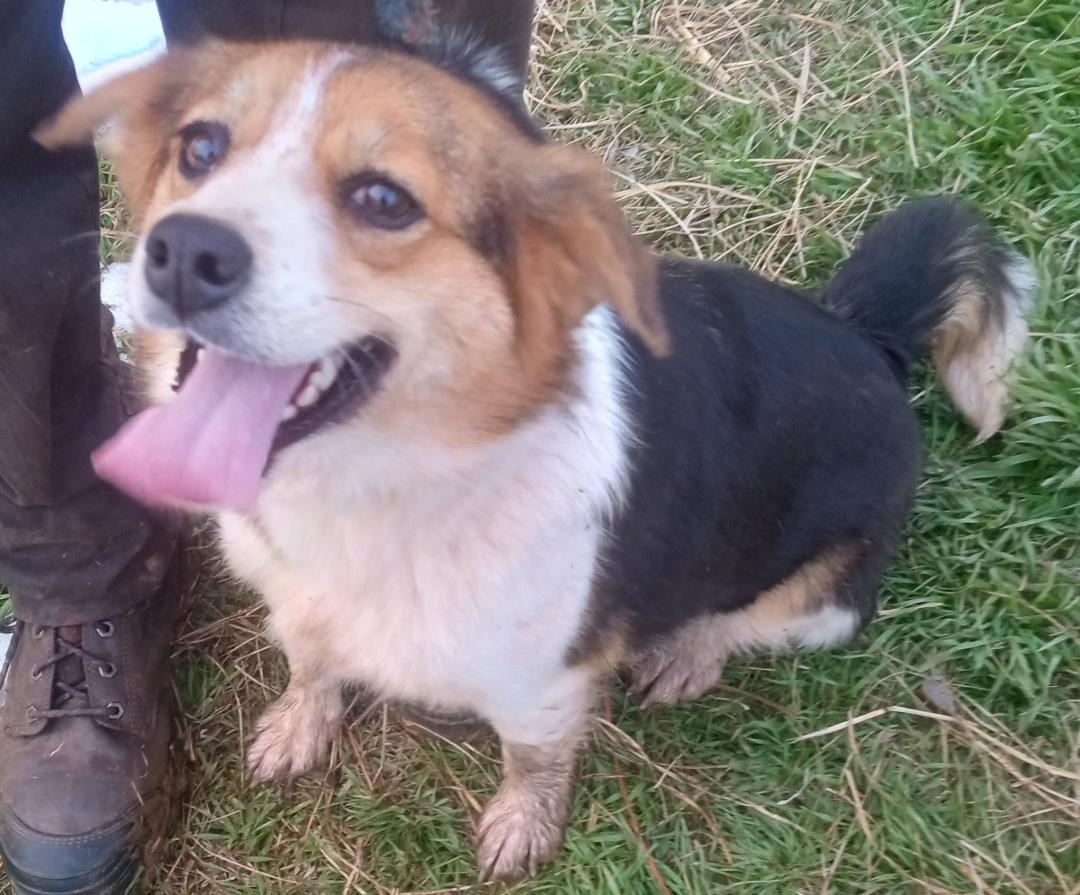 Dog for adoption - Sadie, a Collie Mix in Mena, AR | Petfinder