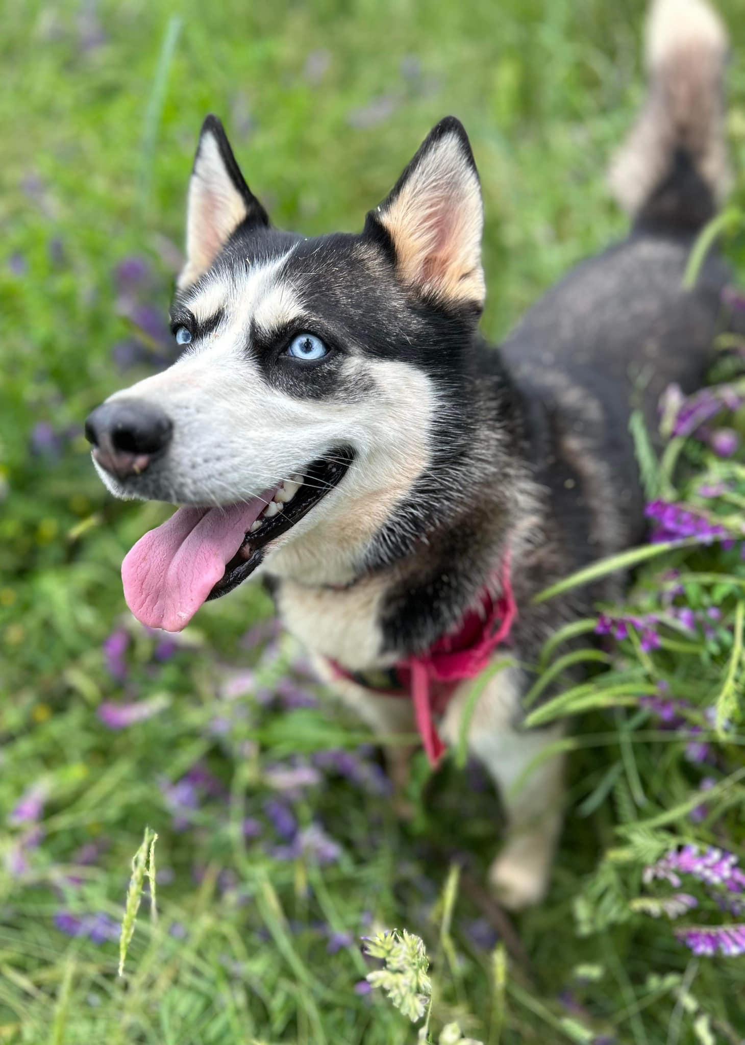 Dog for adoption - Zora, a Husky in Rutherfordton, NC | Petfinder