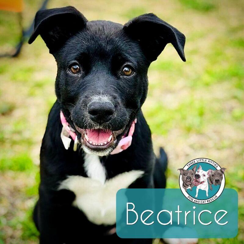 Dog for adoption - Beatrice, a Pit Bull Terrier & Labrador Retriever ...