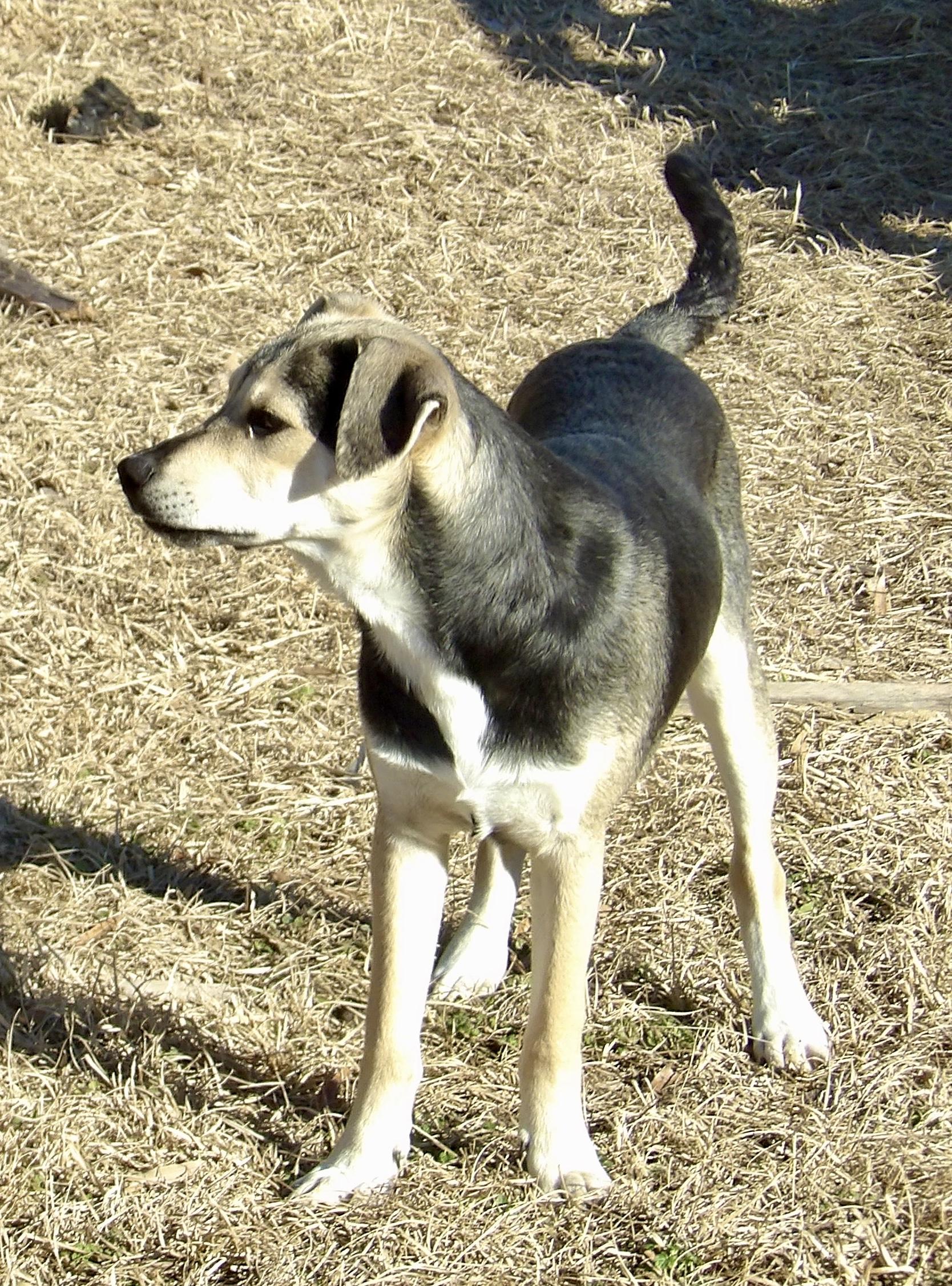 Griffin - Adoptable Pet | Petfinder | Petfinder