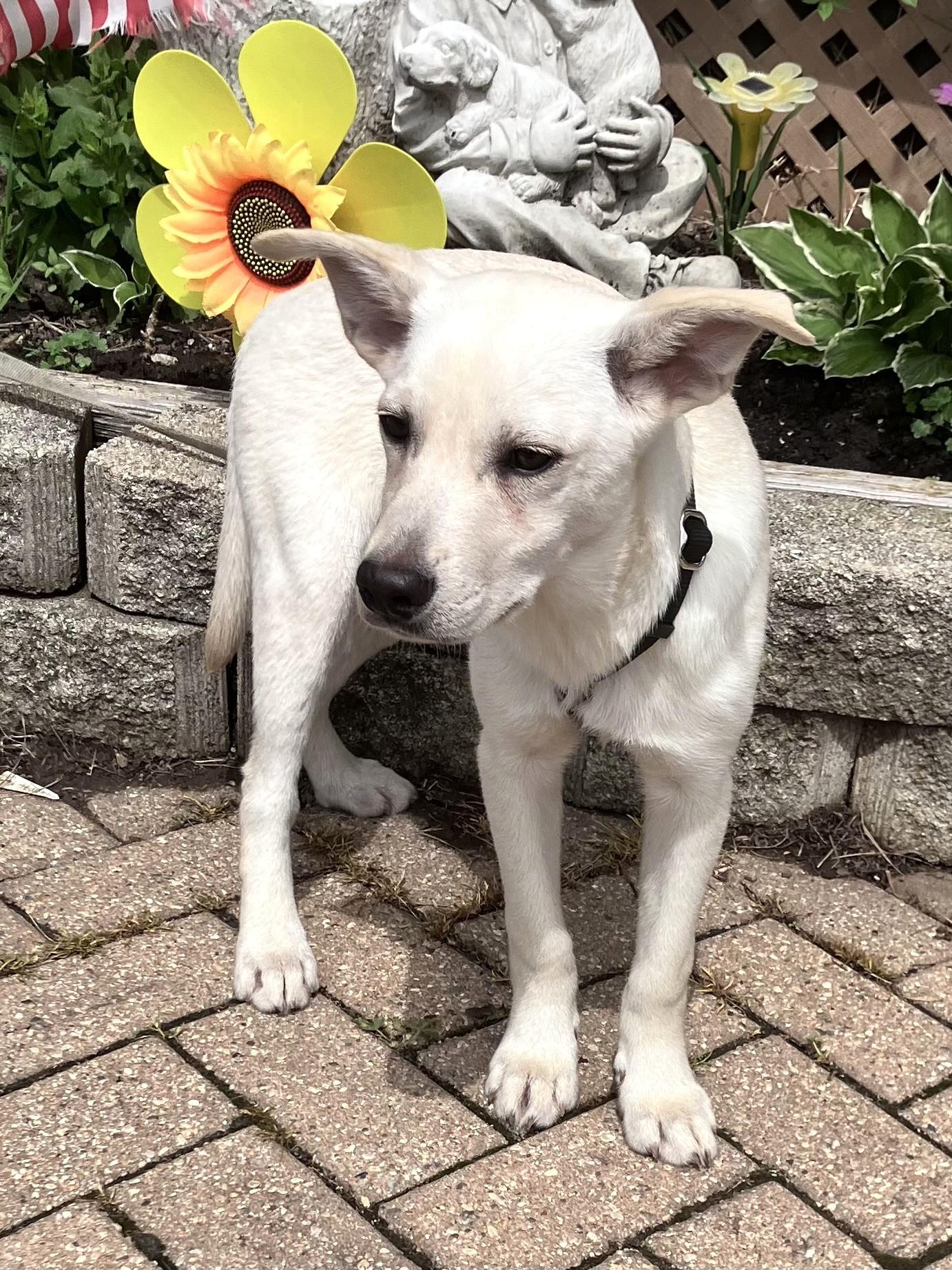 Dog for adoption - Aspin, a Labrador Retriever in West Chicago, IL ...