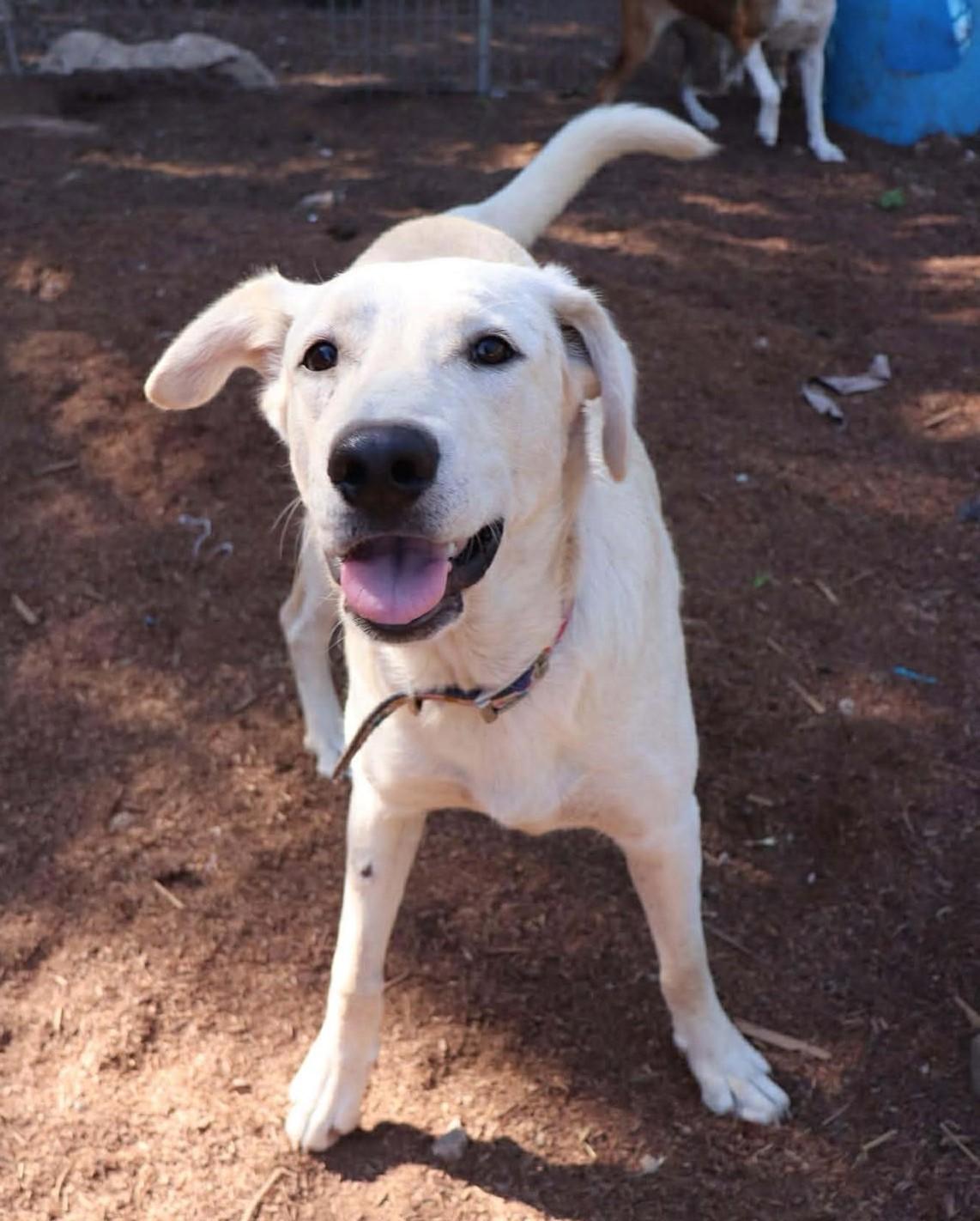 Dog for adoption - Dancer, a Labrador Retriever in Pittsburgh, PA | Petfinder