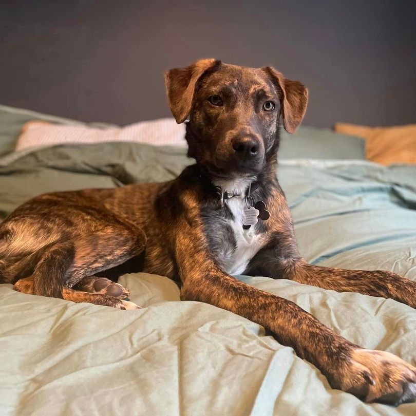 Dog for adoption - Liv, a Plott Hound & Mountain Cur Mix in Toronto, ON ...