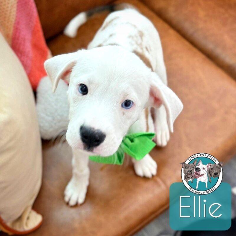 Dog for adoption - Ellie, a Pit Bull Terrier & Labrador Retriever Mix ...