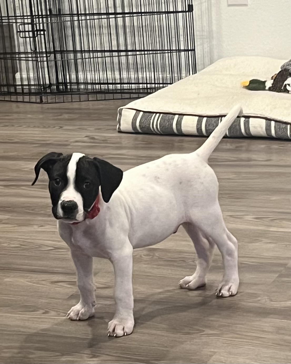 Dog for adoption - Snoopy, a Hound Mix in Seattle, WA | Petfinder