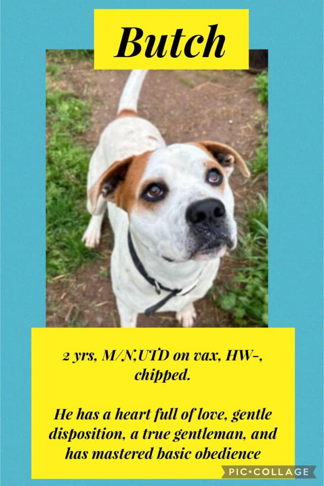 Dog for adoption - Butch, a Mixed Breed in Davenport, IA | Petfinder