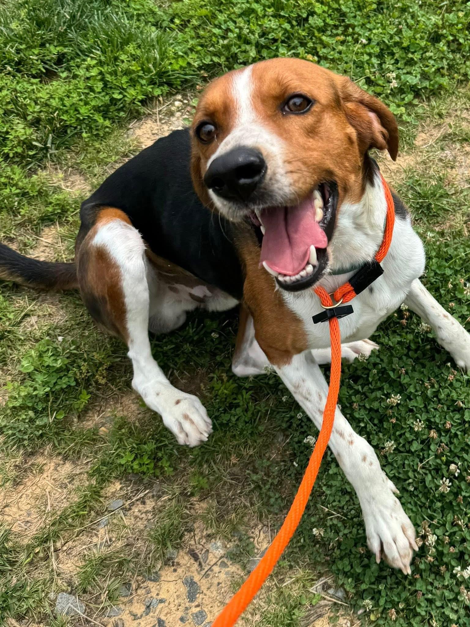 Dog for adoption - Howie (ID 46753/ 2786), an American Foxhound in ...