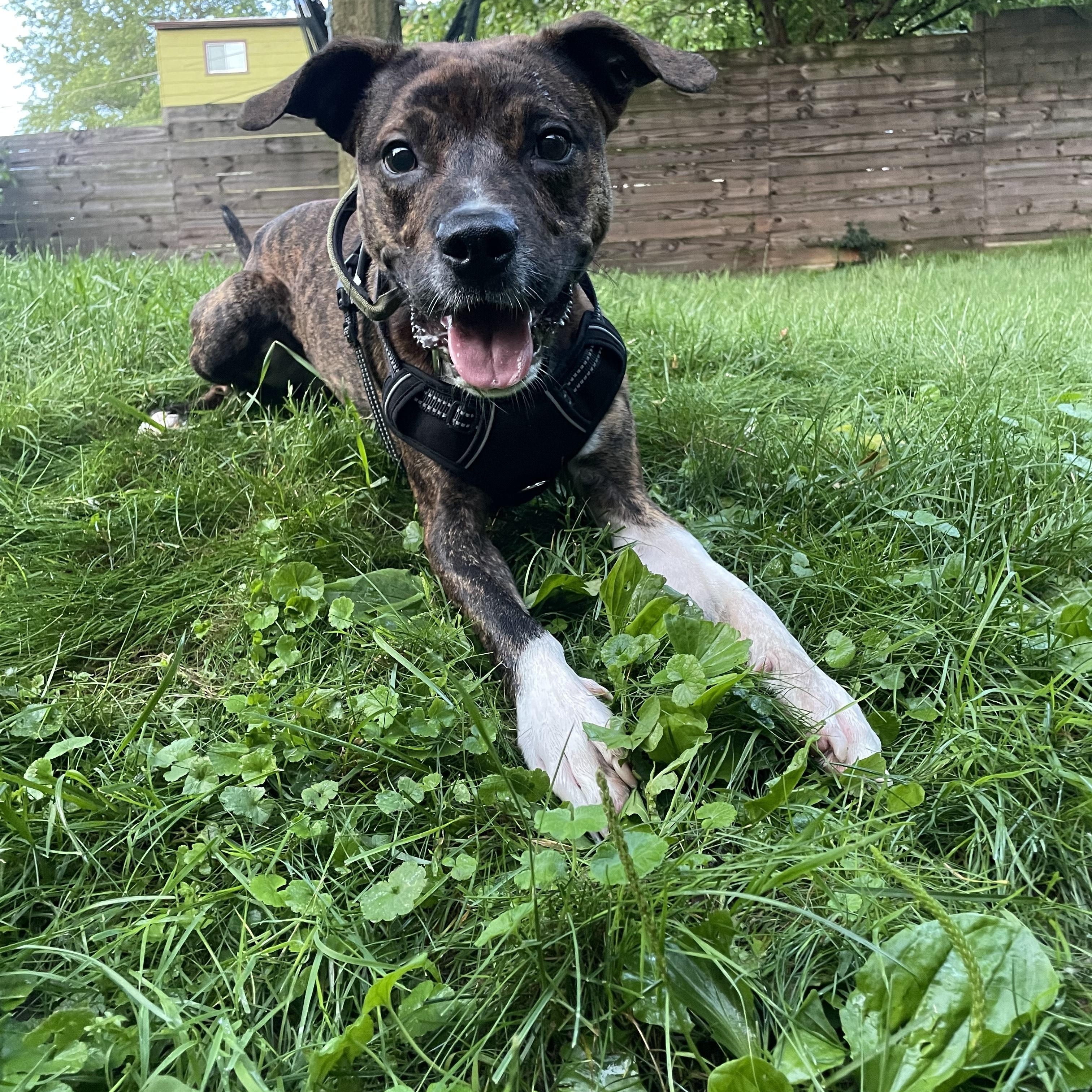 Dog for adoption - Guido, a Boxer & Pit Bull Terrier Mix in Pittsburgh ...