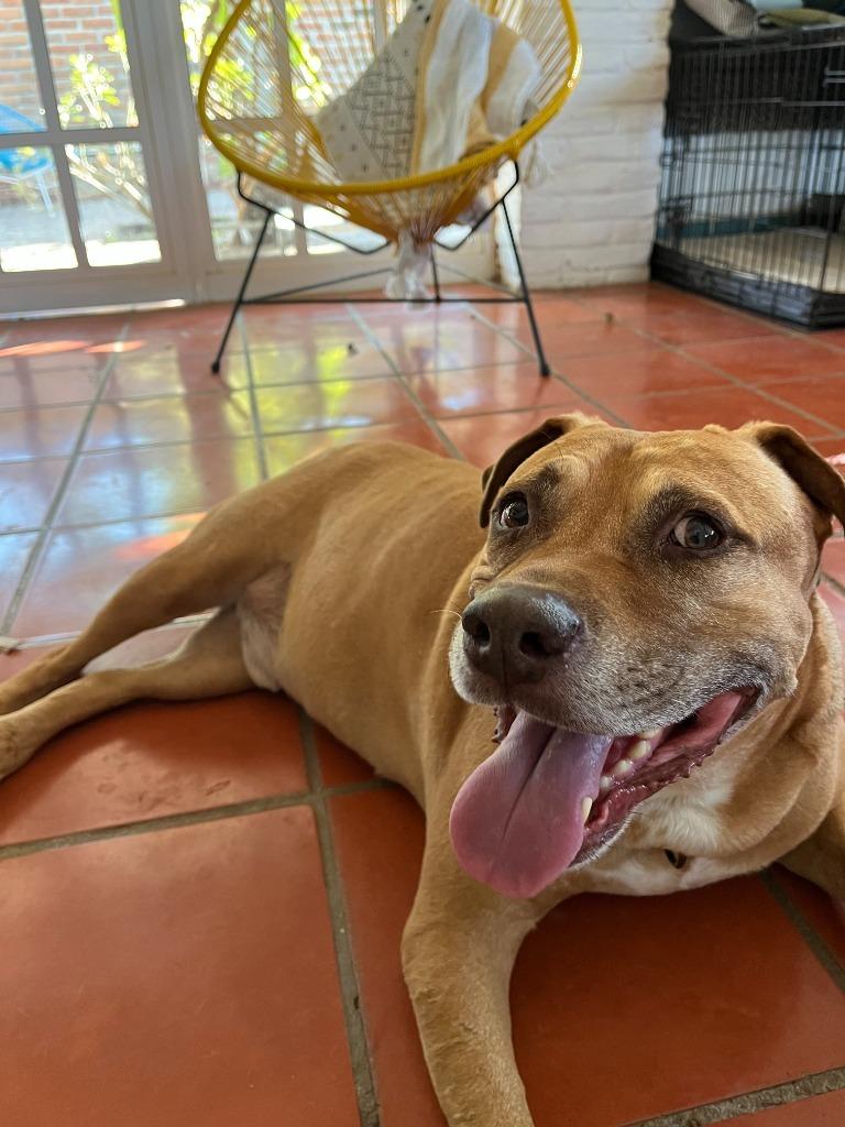 Dog for adoption - Canelo, a Mixed Breed in San Jose, CA | Petfinder