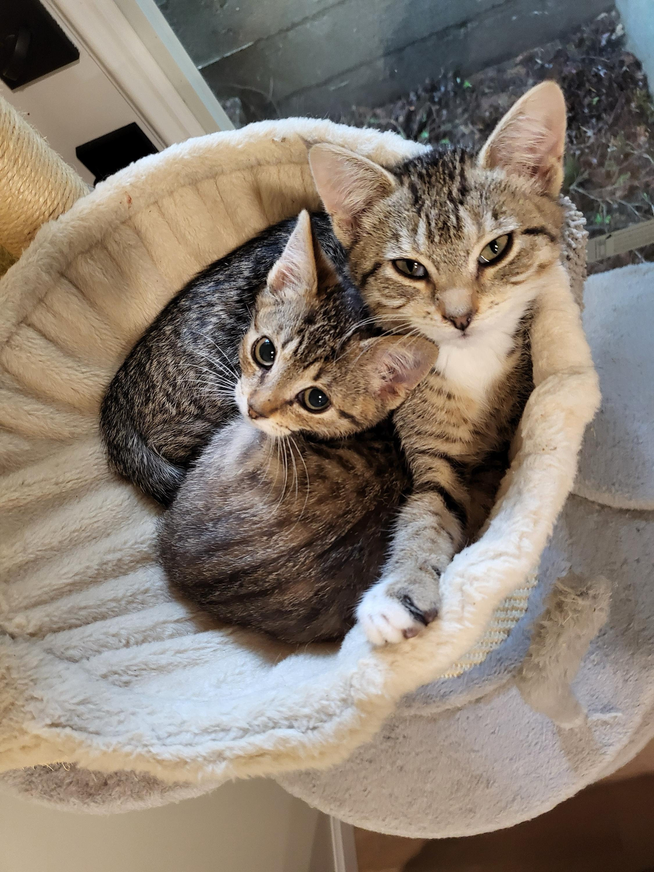 Cat for adoption - Karma and Kismet, a Domestic Short Hair in Seattle ...