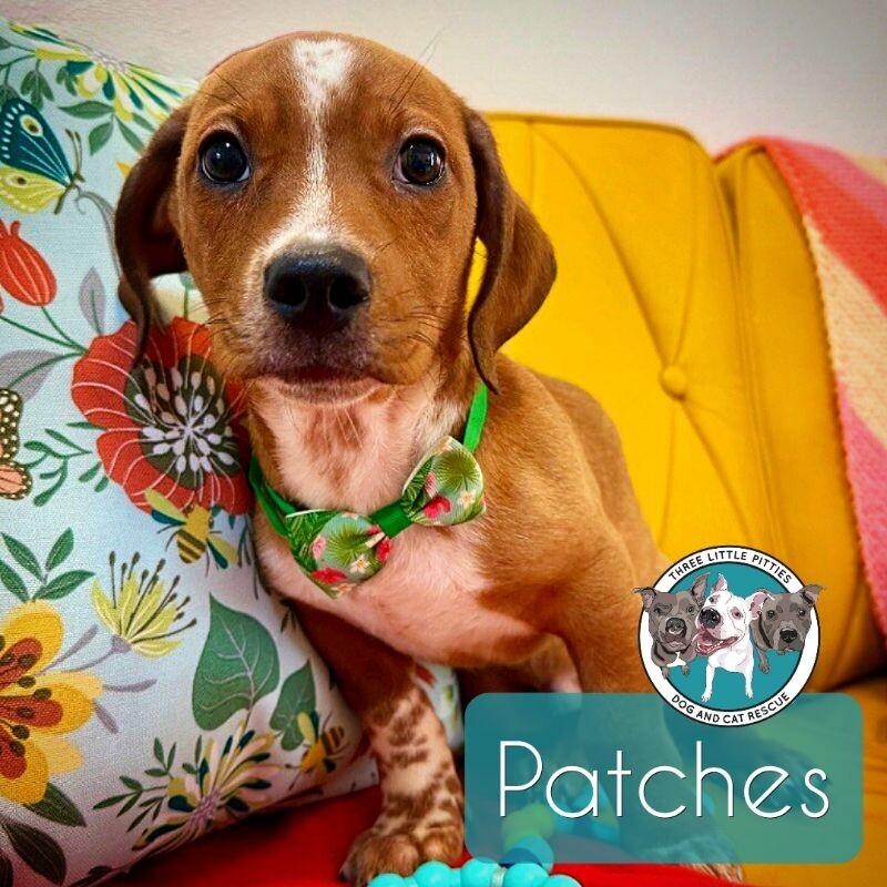 Dog for adoption - Patches Lee, a Dachshund & Labrador Retriever Mix in Guilderland, NY | Petfinder