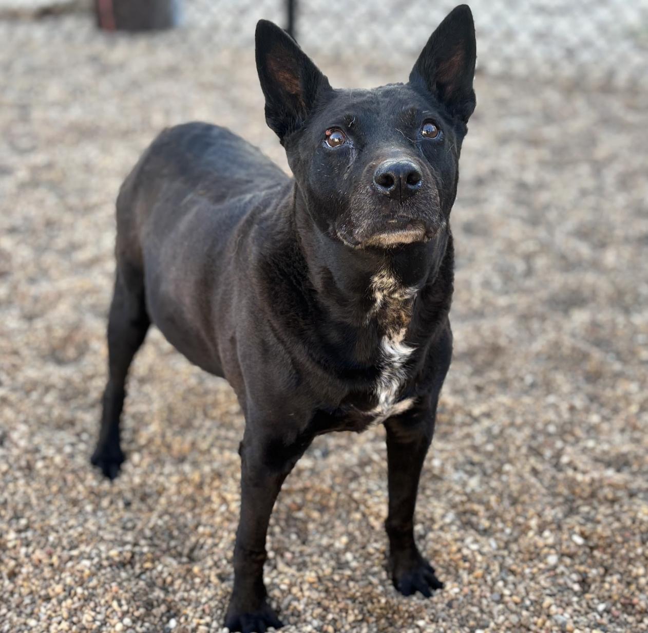 Princess - Adoptable Pet | Petfinder | Petfinder