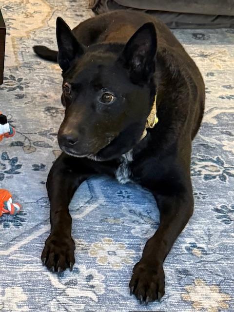 Princess - Adoptable Pet | Petfinder | Petfinder