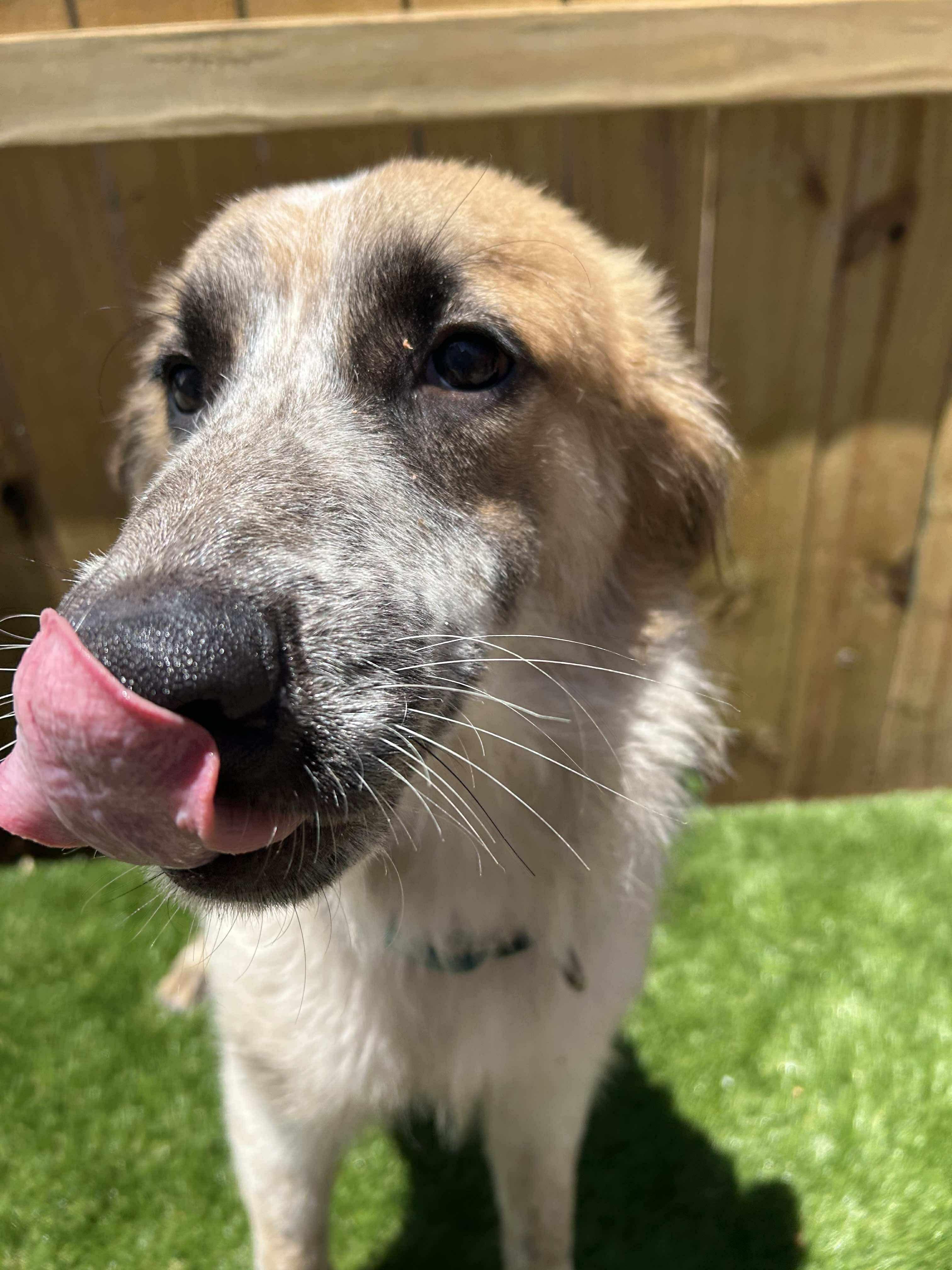Dog for adoption - Brandi, a Great Pyrenees & Anatolian Shepherd Mix in ...