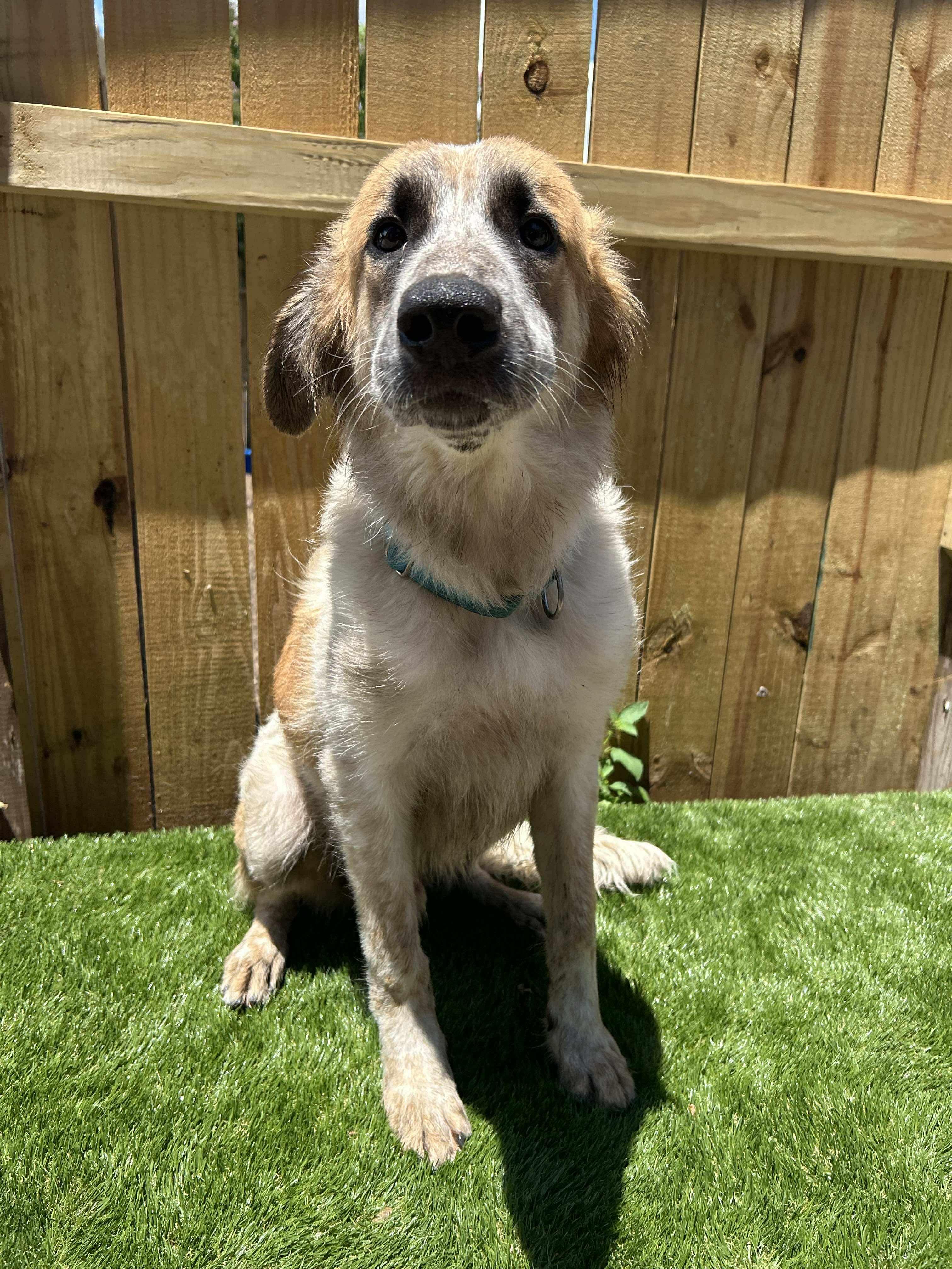 Dog for adoption - Brandi, a Great Pyrenees & Anatolian Shepherd Mix in ...