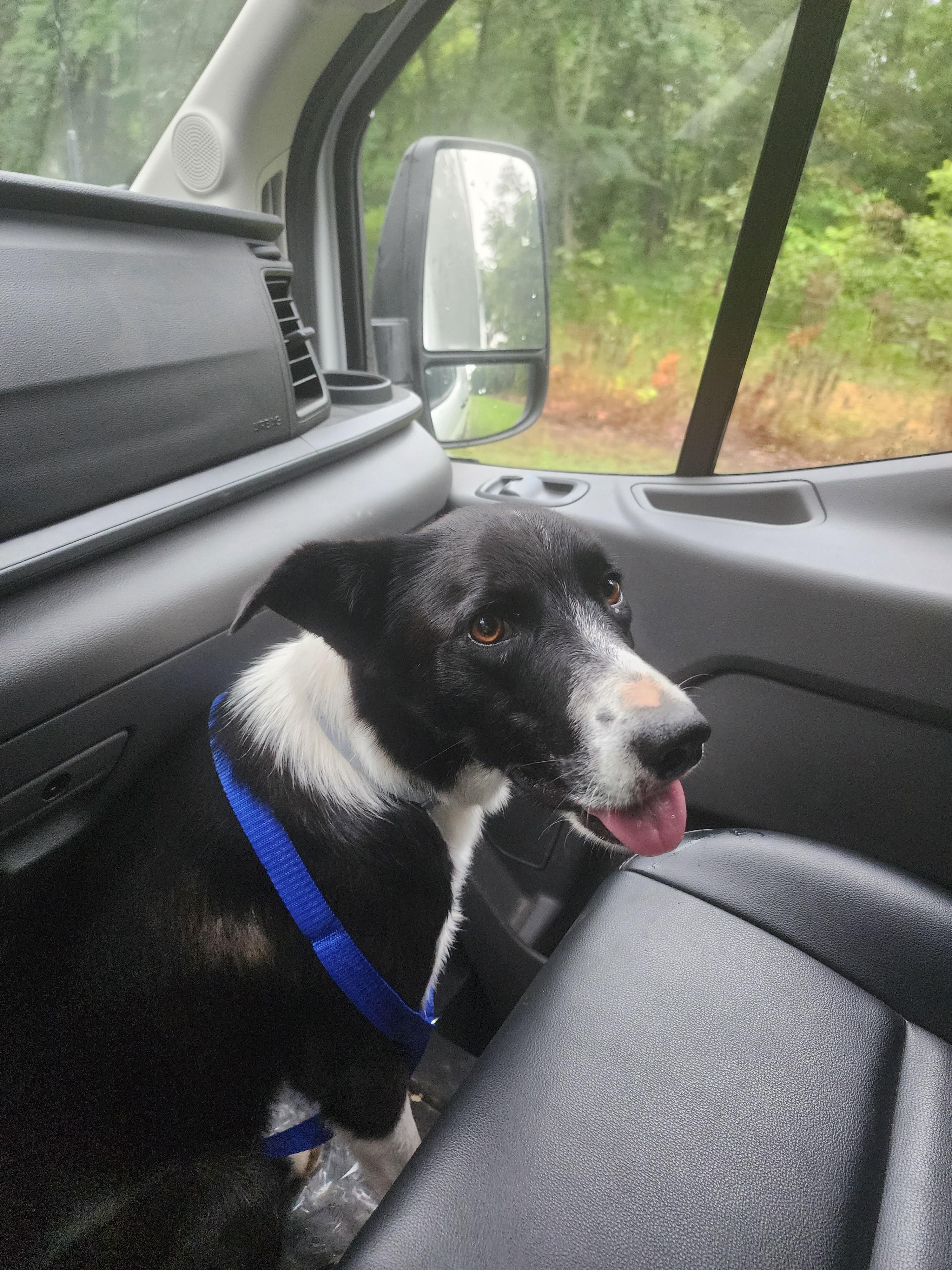 Dog for adoption - Rylo, a Border Collie in Okmulgee, OK | Petfinder