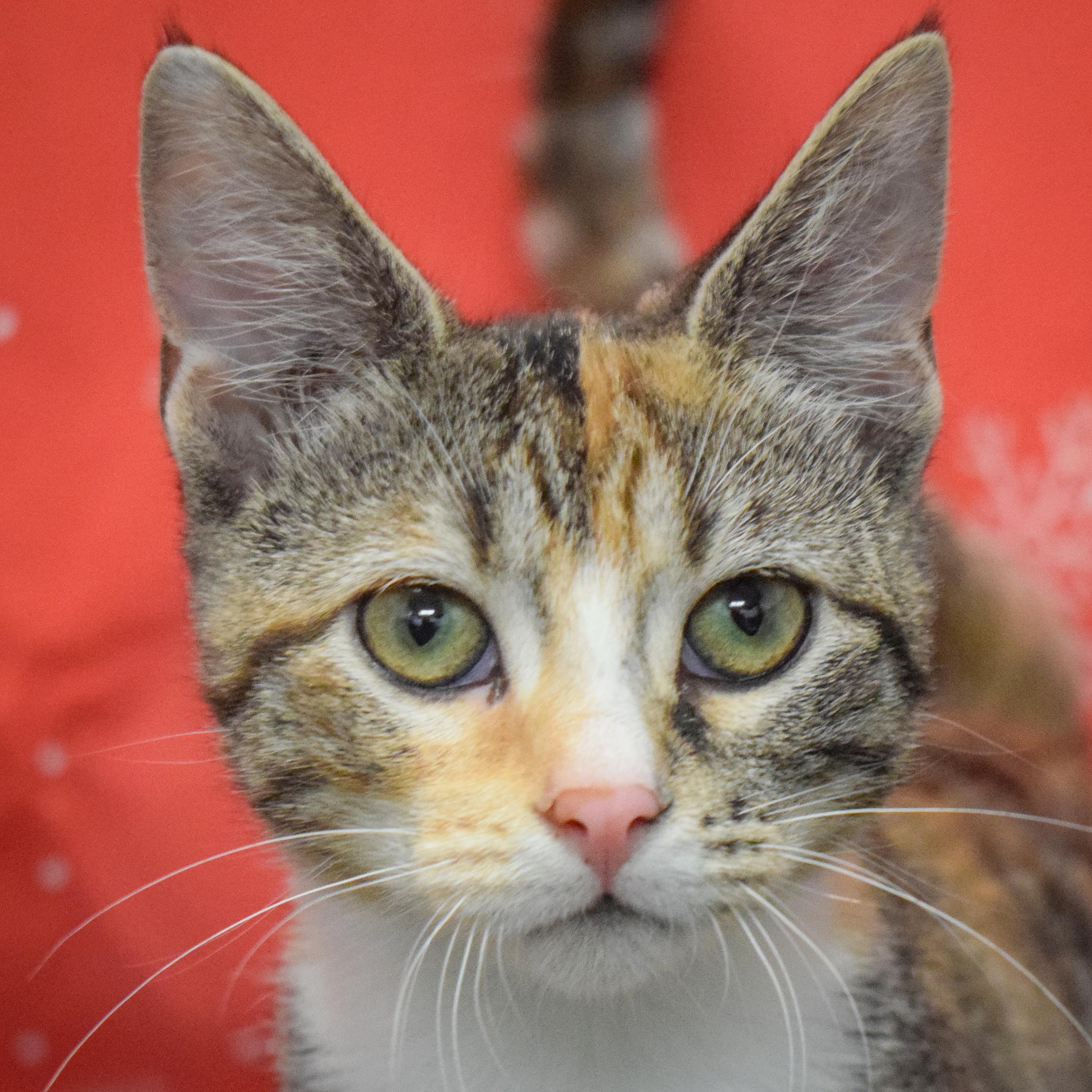 Cat for adoption - Sprout, a Torbie & Domestic Short Hair Mix in ...