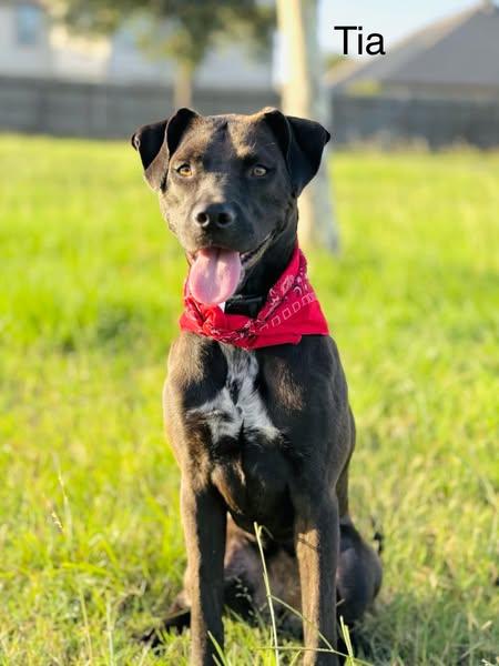 Dog for adoption - Tia, a Boxer & Labrador Retriever Mix in Brattleboro, VT | Petfinder