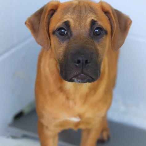 Dog for adoption - Doc, a Mixed Breed in Boston, MA | Petfinder