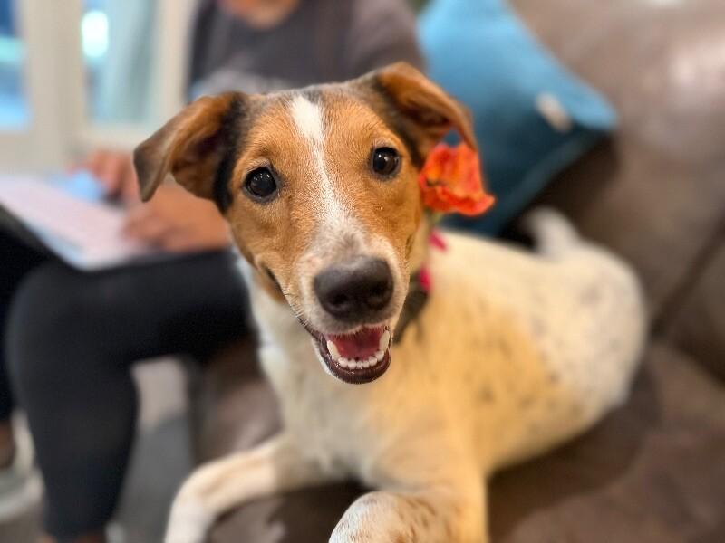 Dog for adoption - Prim Precious Princess Pea!, a Jack Russell Terrier ...