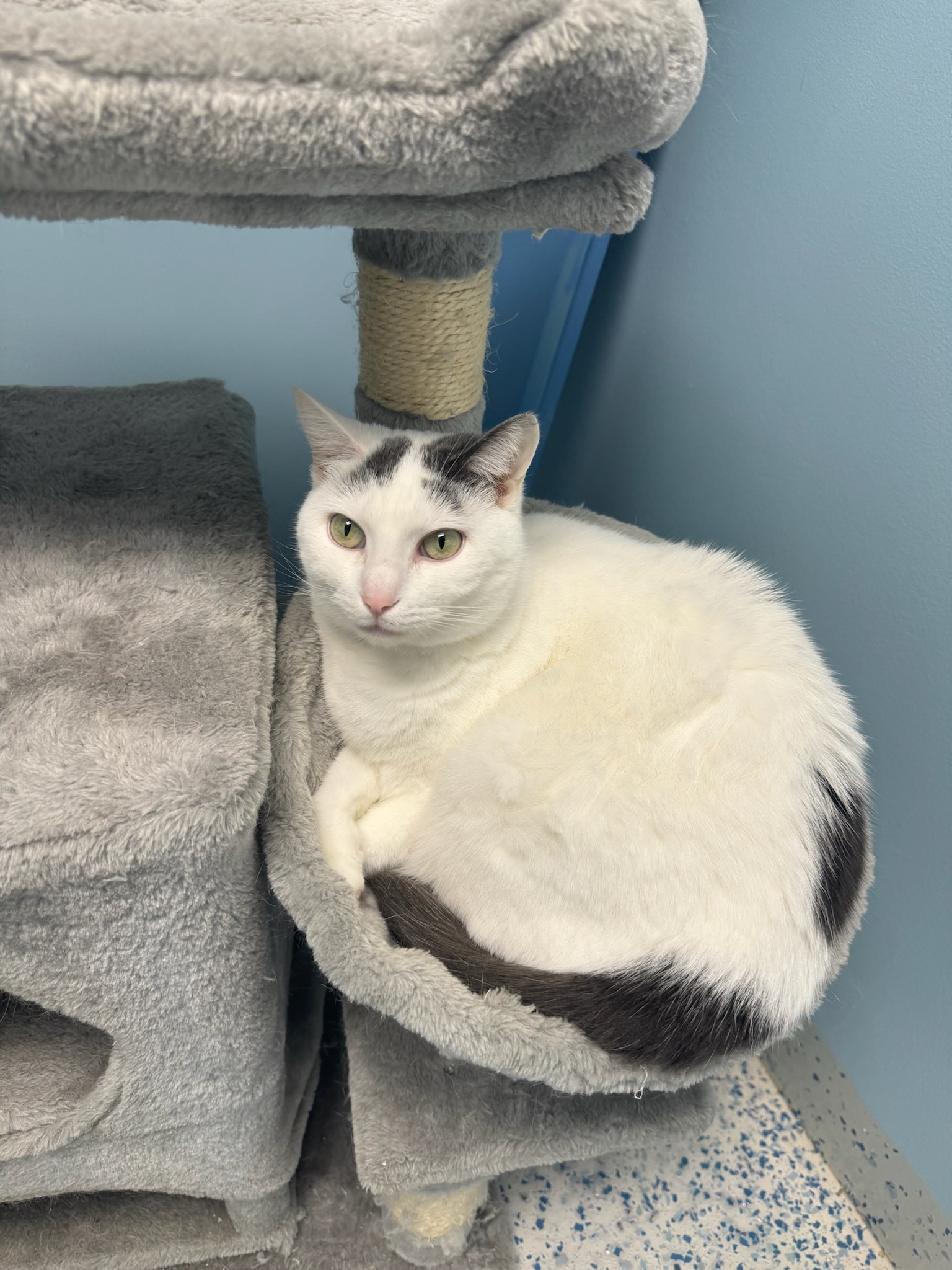 Cat for adoption - Lois, a Domestic Short Hair in Richboro, PA | Petfinder