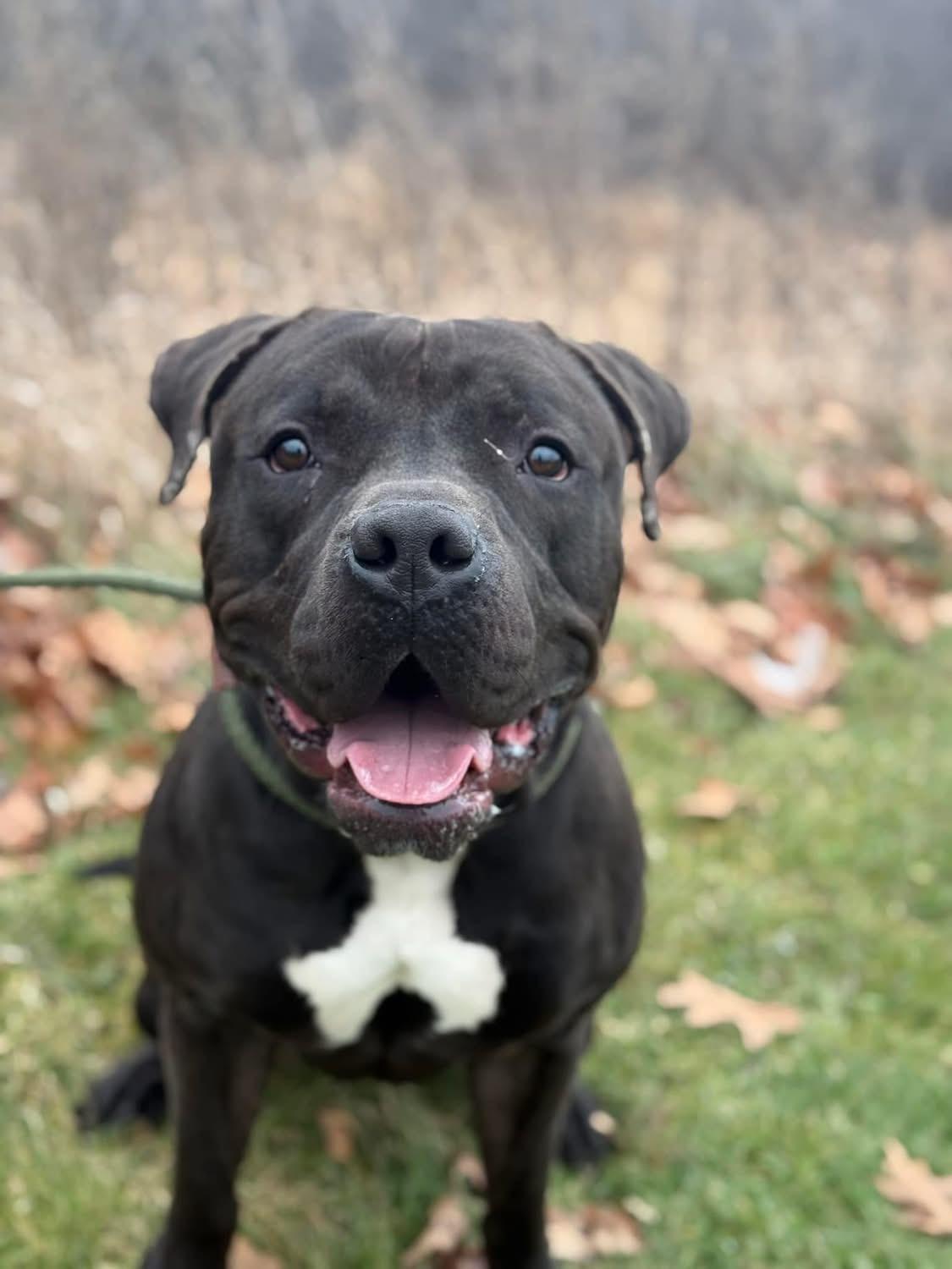 Dog for adoption - Gabe, a Mixed Breed in Hamilton, ON | Petfinder