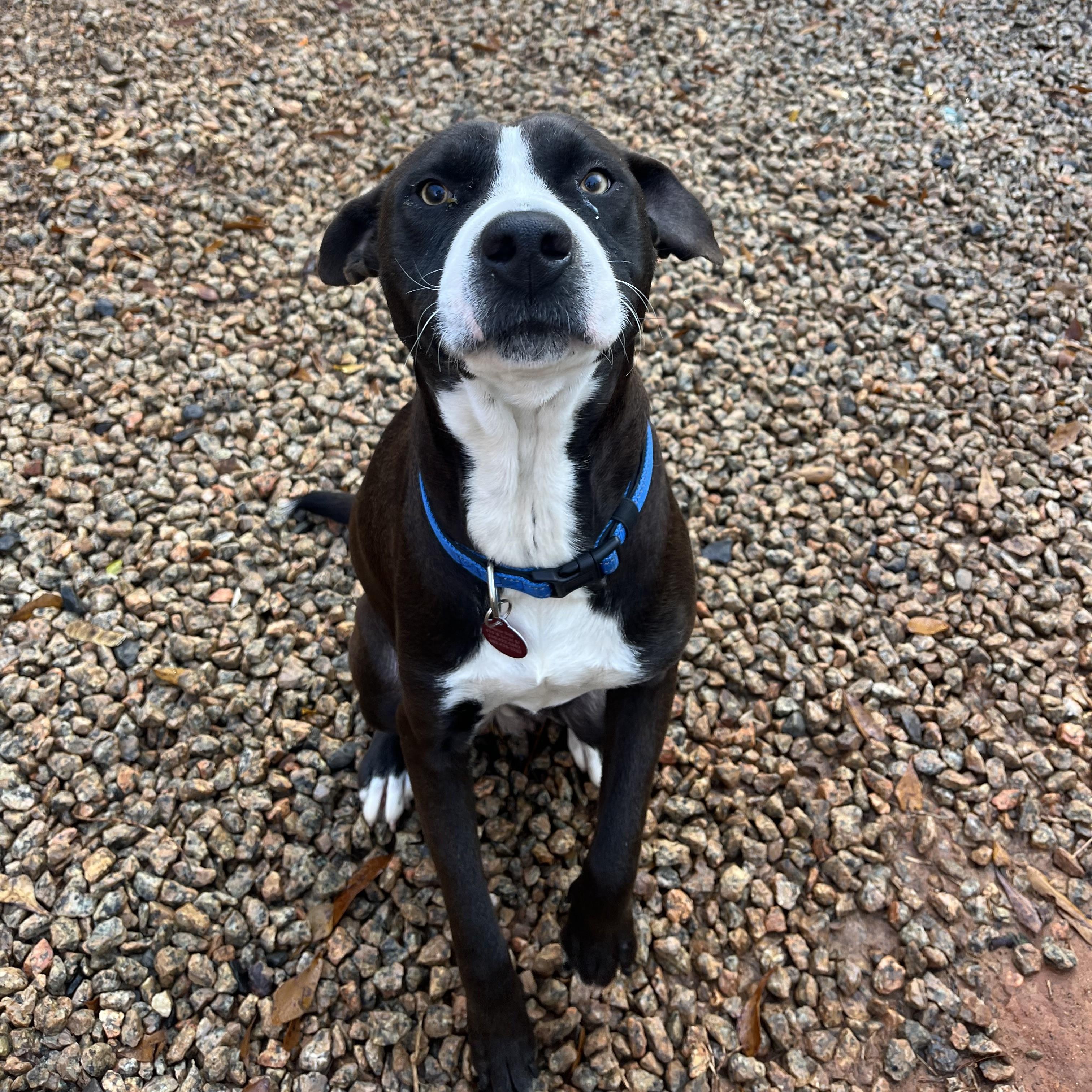 Dog for adoption - Stella, a Labrador Retriever Mix in Pound, VA ...