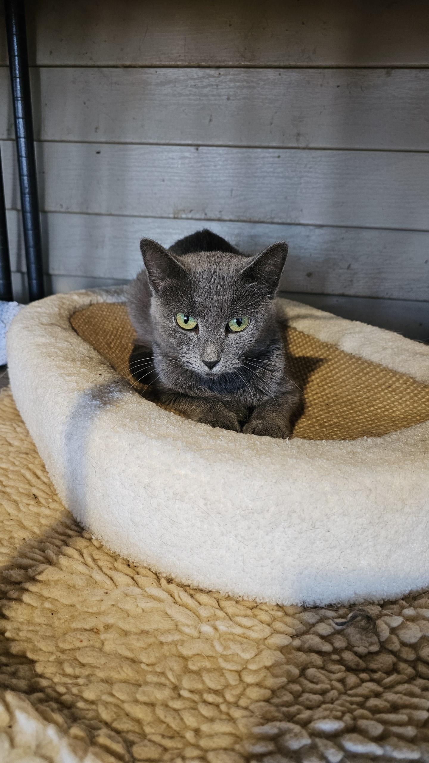 Cat for adoption - Misty, a Domestic Short Hair in Pardeeville, WI ...