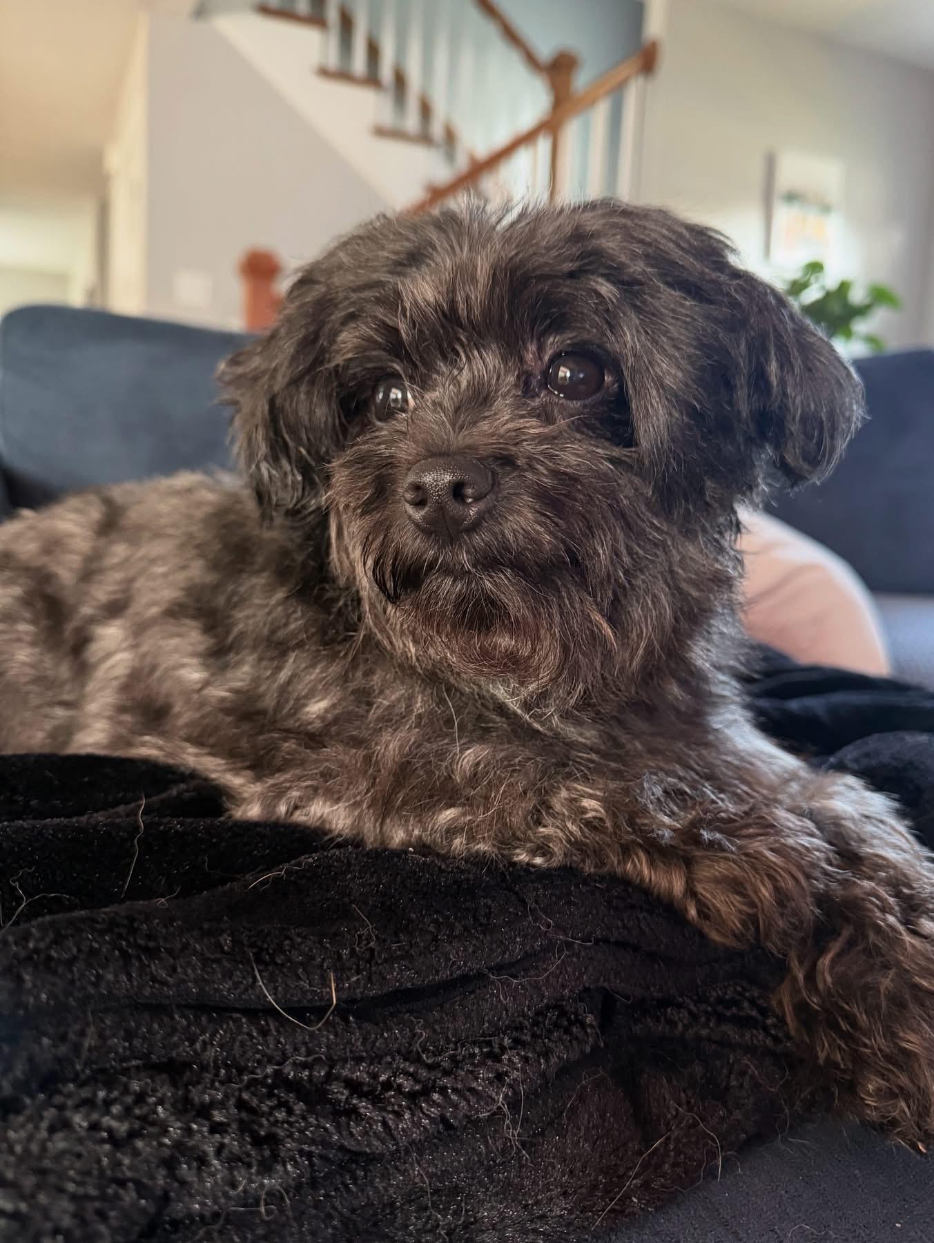 Dog for adoption - Raisin, a Yorkshire Terrier Mix in Billerica, MA ...