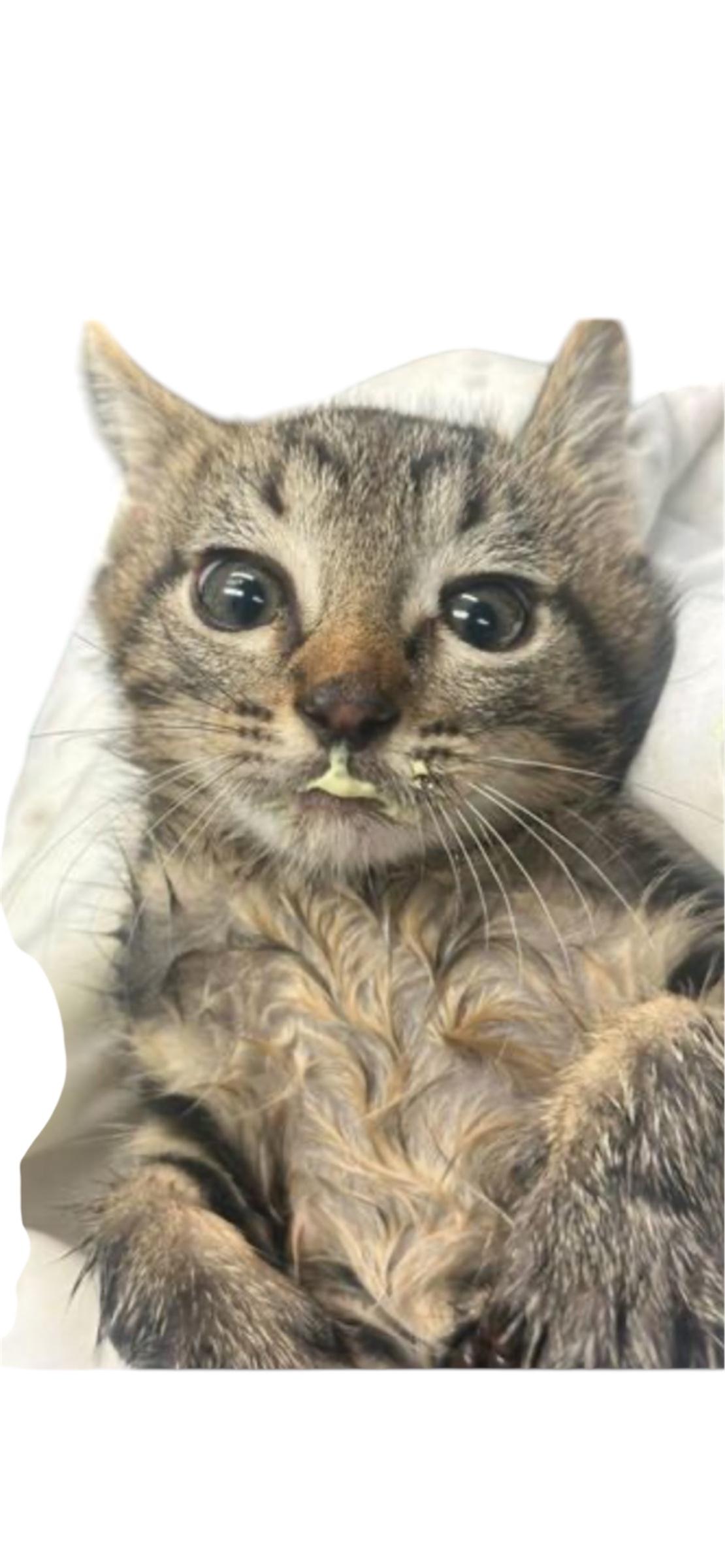 Cat for adoption - Izzy & Indy *bonded pair*, a Domestic Short Hair Mix ...