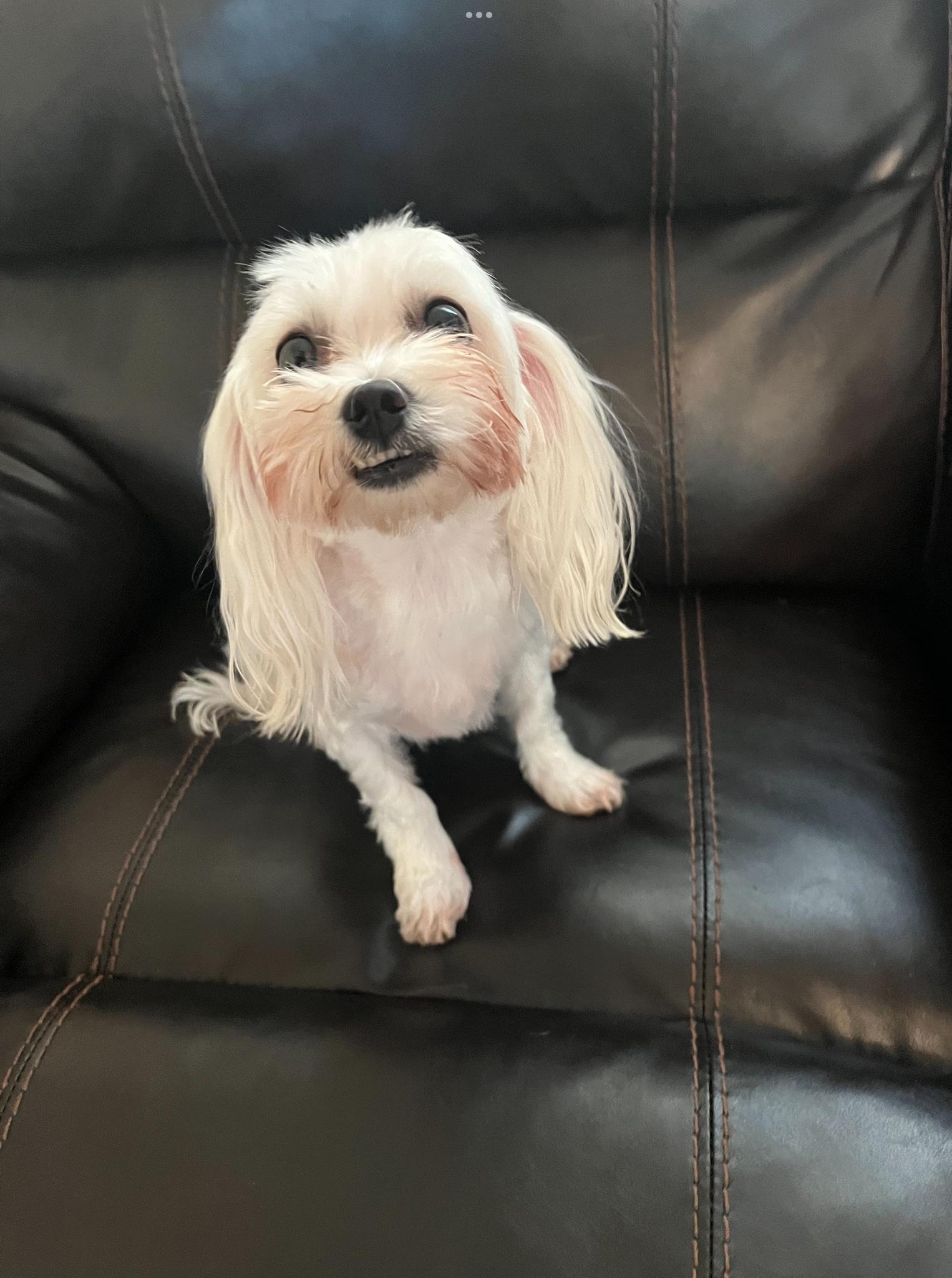 Dog for adoption - Prissy, a Maltese Mix in Seattle, WA | Petfinder