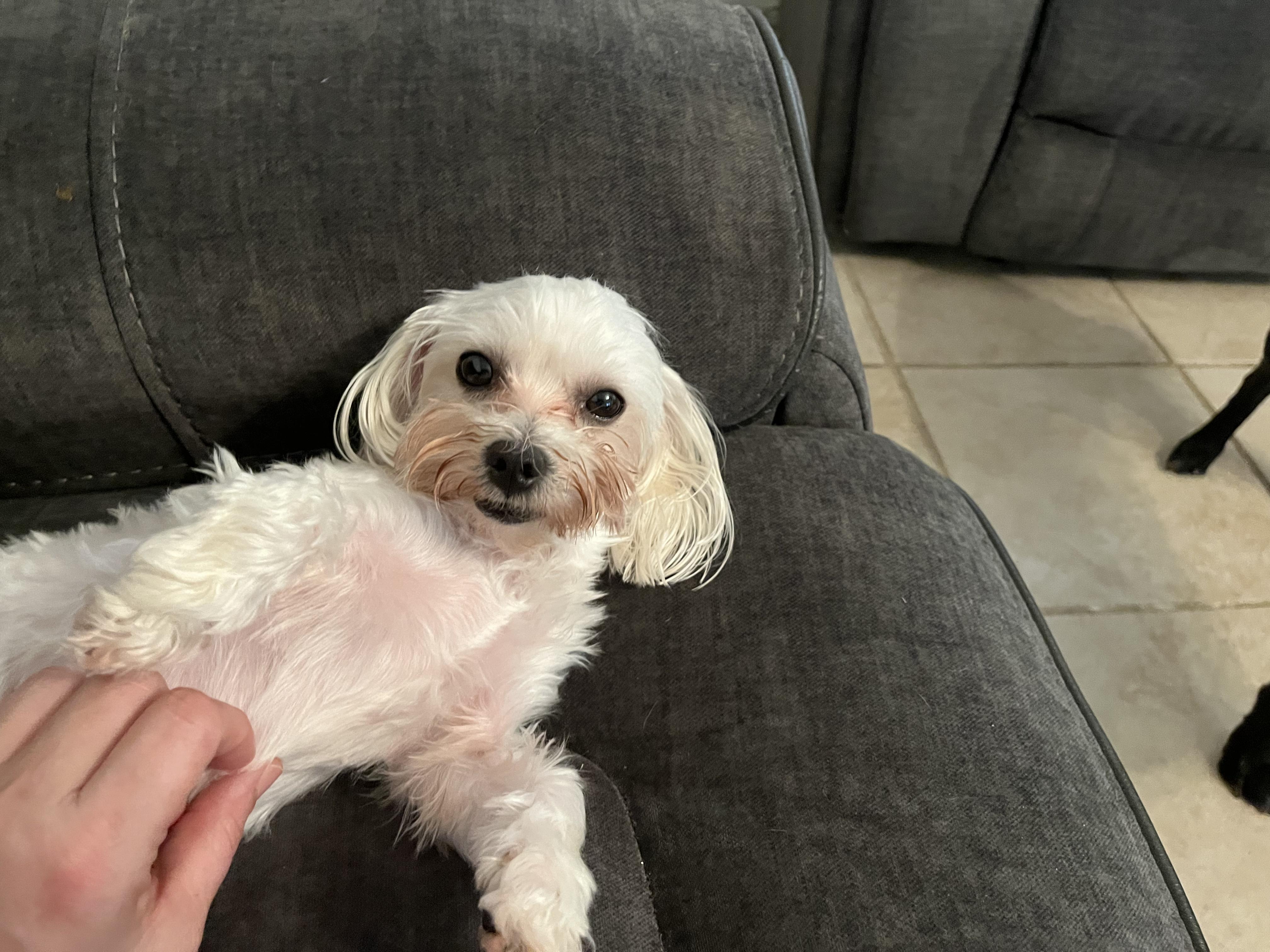 Dog for adoption - Prissy, a Maltese Mix in Seattle, WA | Petfinder