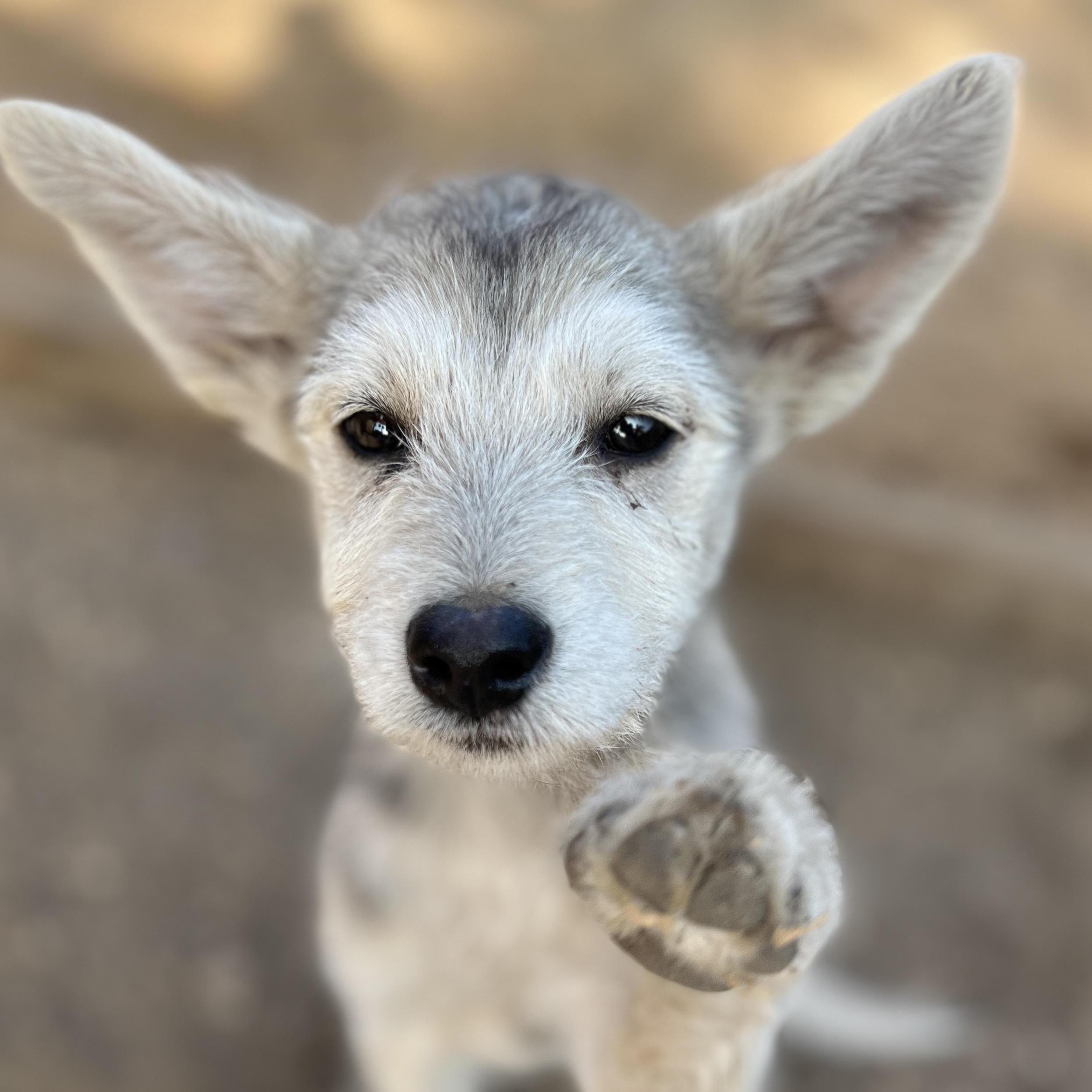 Dog for adoption - Crème Brûlée, a Husky & Border Collie Mix in San ...