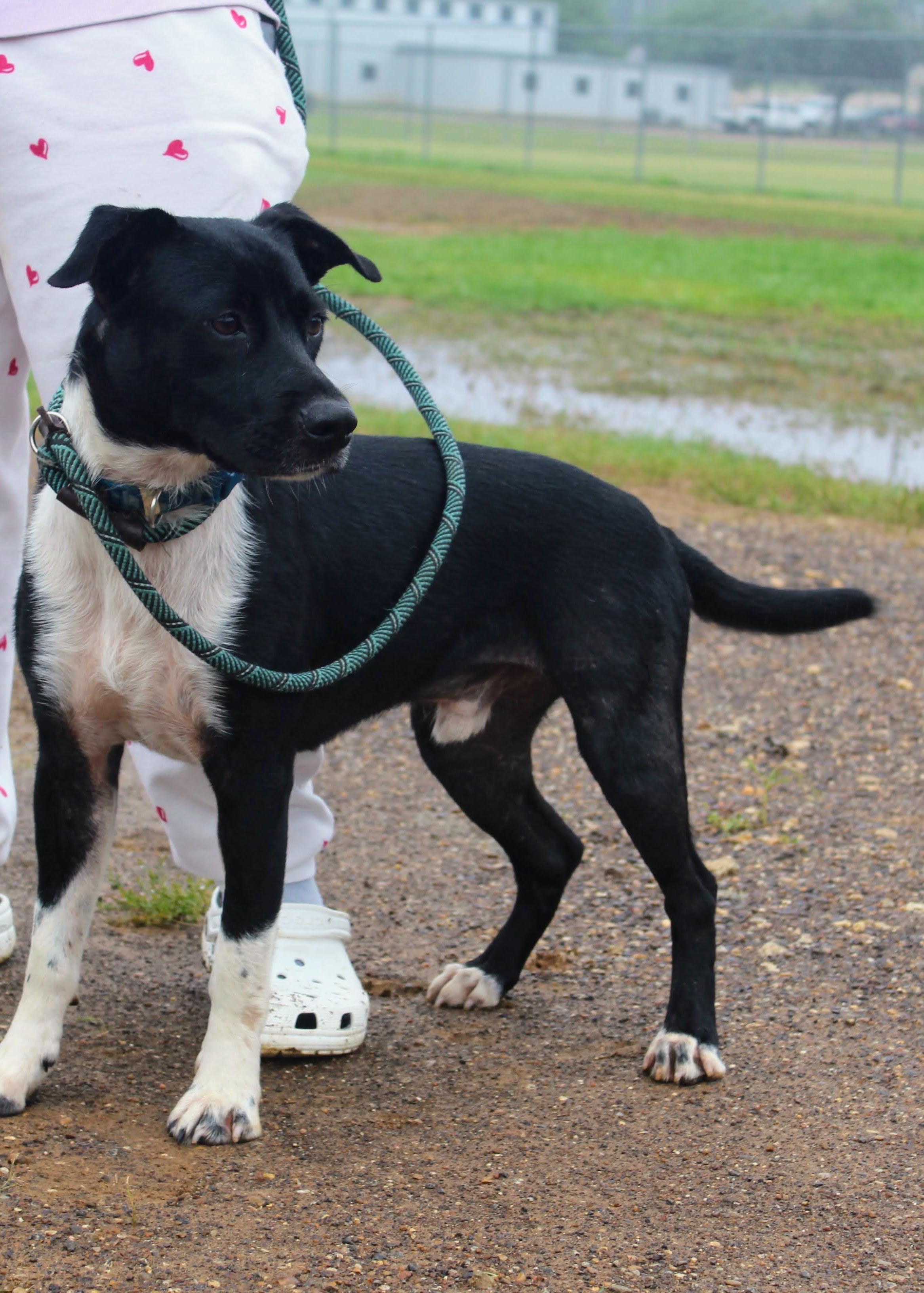 Dog for adoption - Roman, a Mixed Breed in Jacksonville, TX | Petfinder