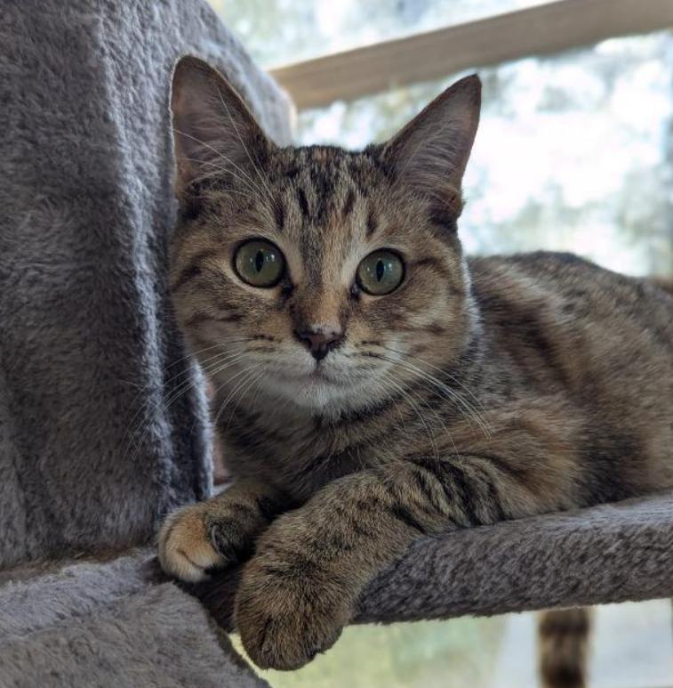 Cat for adoption - Catalina, a Torbie & Domestic Short Hair Mix in ...
