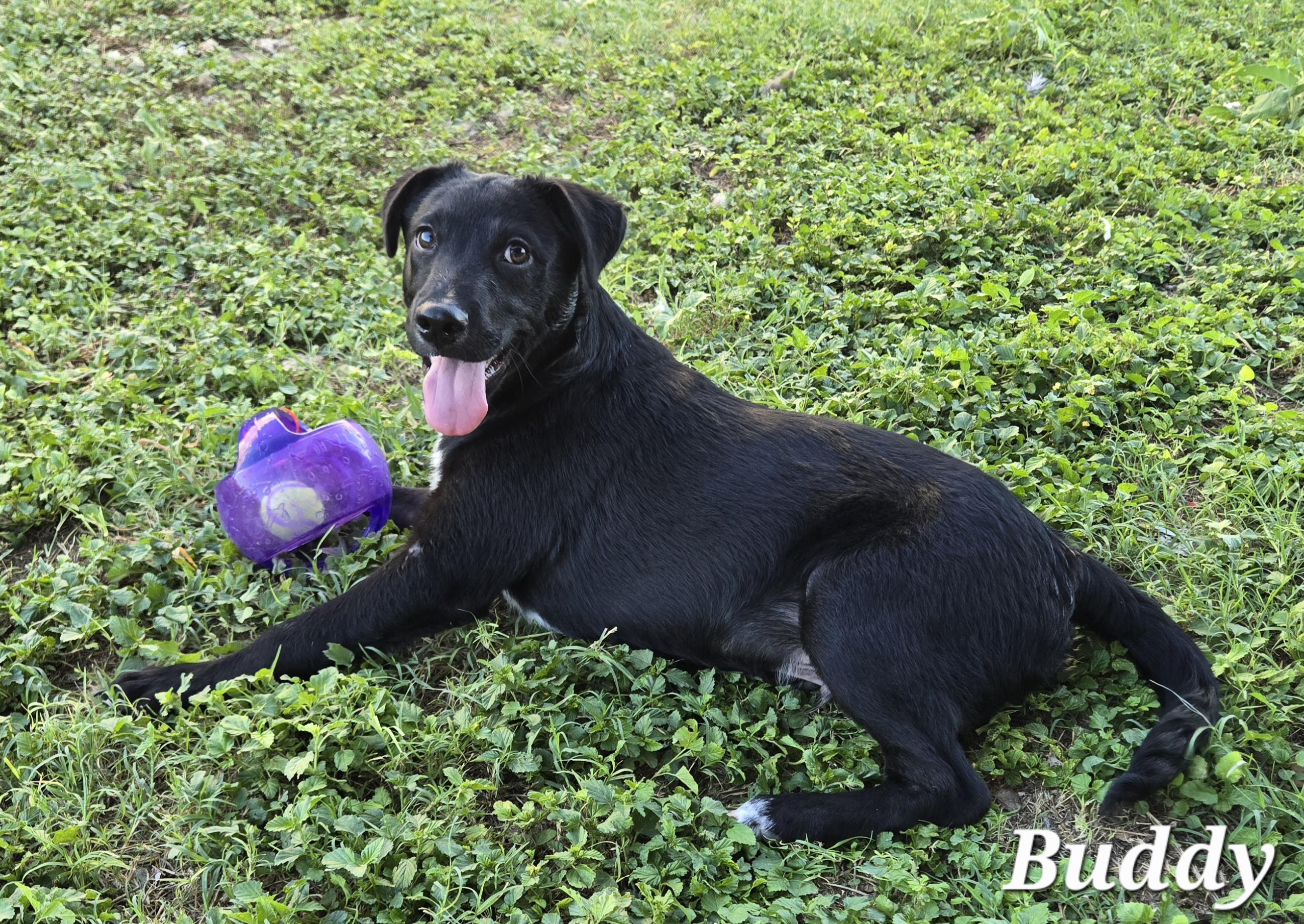 Dog for adoption - Buddy, a Black Labrador Retriever Mix in Houston ...