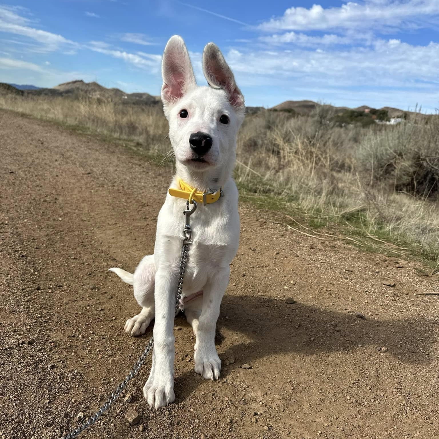 Dog for adoption - Bogie, a Shepherd Mix in Agua Dulce, CA | Petfinder
