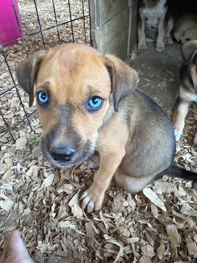 Dog for adoption - RASCAL McGRAW, a Husky Mix in Hartford, CT | Petfinder