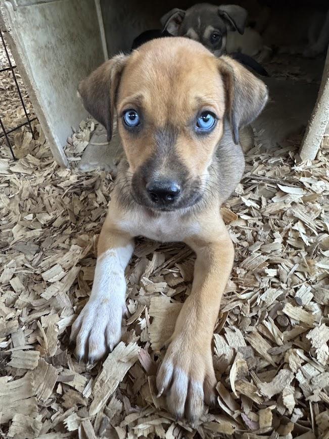 Dog for adoption - RASCAL McGRAW, a Husky Mix in Hartford, CT | Petfinder
