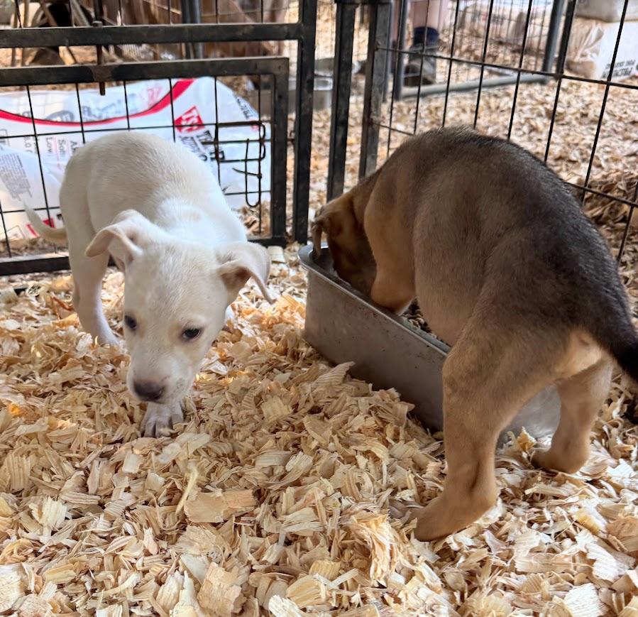 Dog for adoption - RASCAL McGRAW, a Husky Mix in Hartford, CT | Petfinder