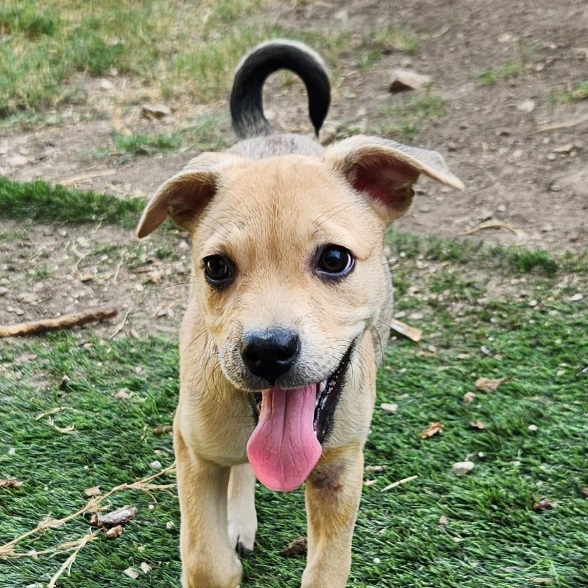 Dog for adoption - Bridget AL, a Retriever & Husky Mix in Seattle, WA ...