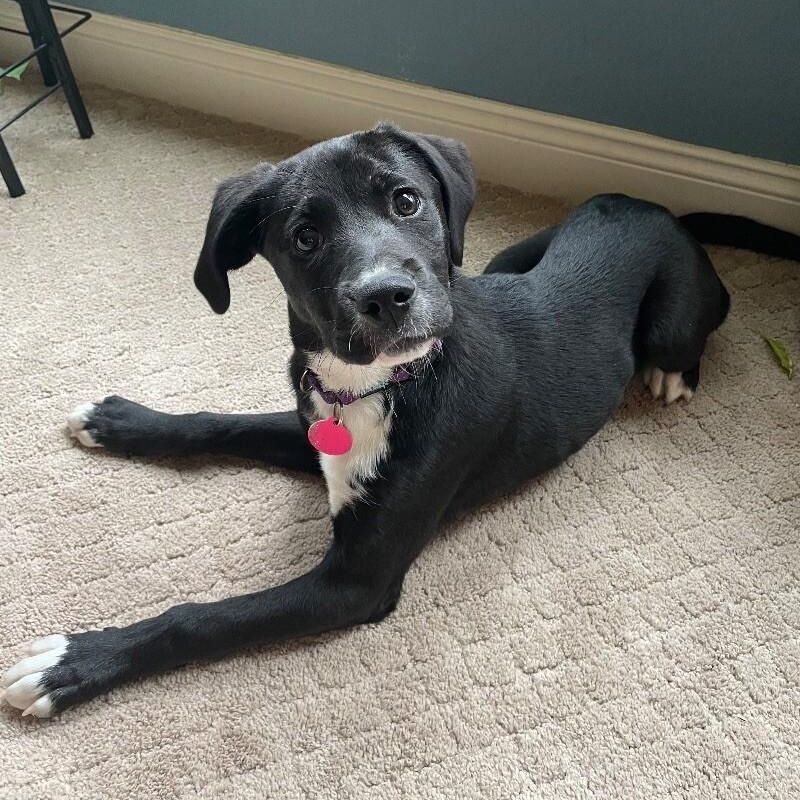 Dog for adoption - Samus Dani, a Pit Bull Terrier & Black Labrador ...