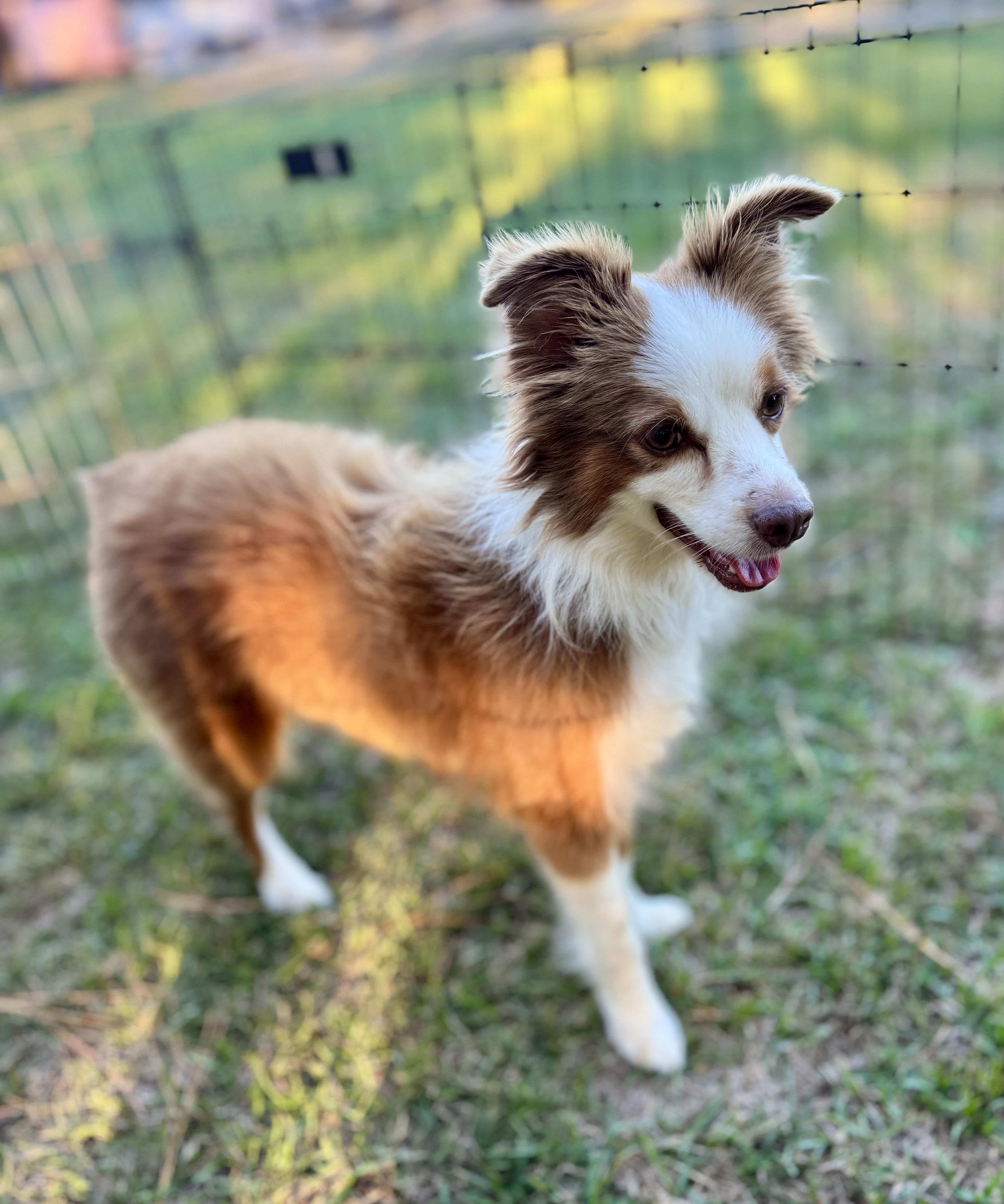 Dallas (Mini Aussie) 17 lbs - Adoptable Pet | Petfinder | Petfinder