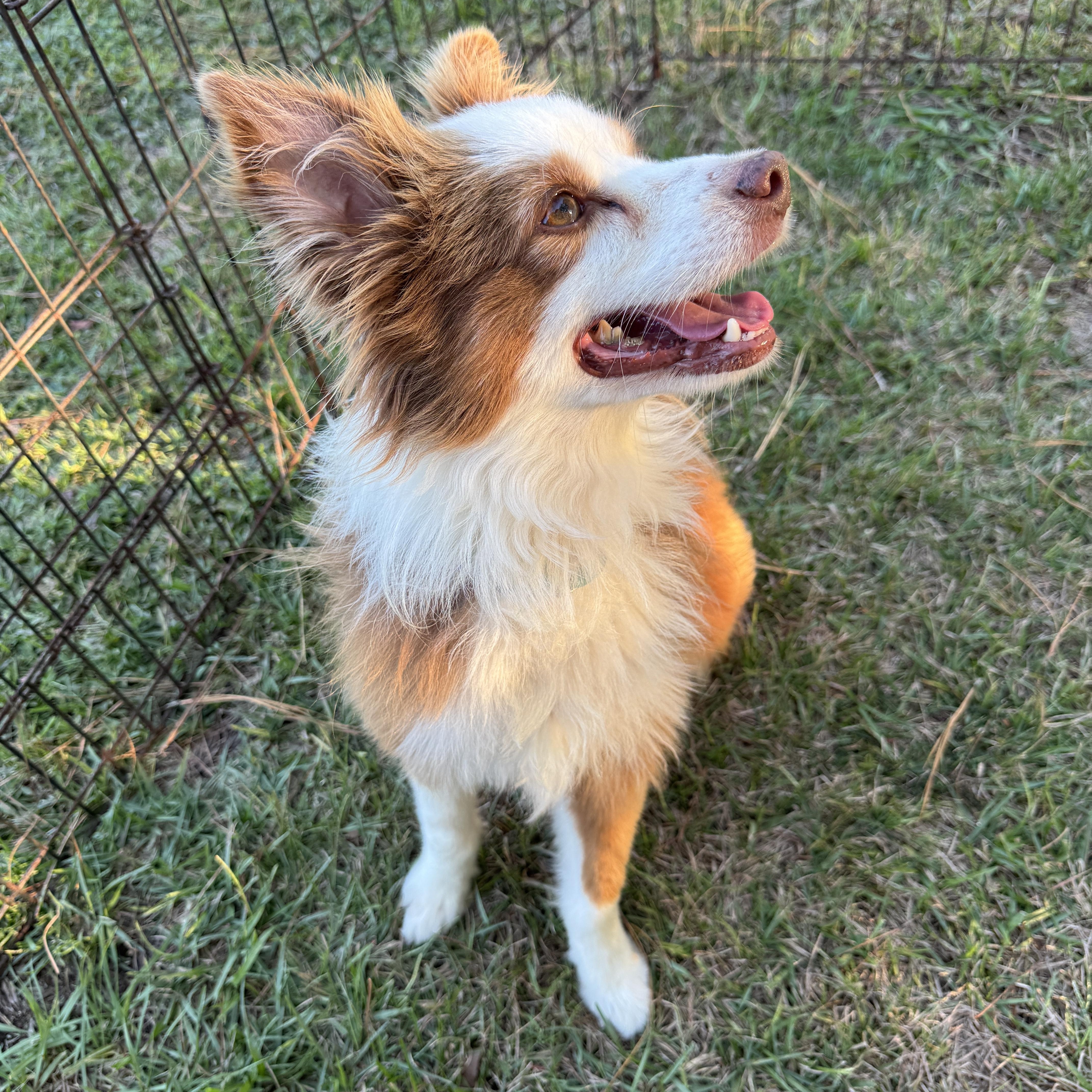 Dallas (Mini Aussie) 17 lbs - Adoptable Pet | Petfinder | Petfinder